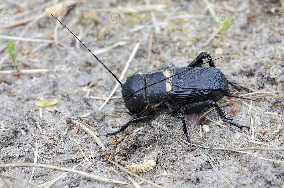 Syrsa fotografering för bildbyråer. Bild av natur, kryp - 41095819