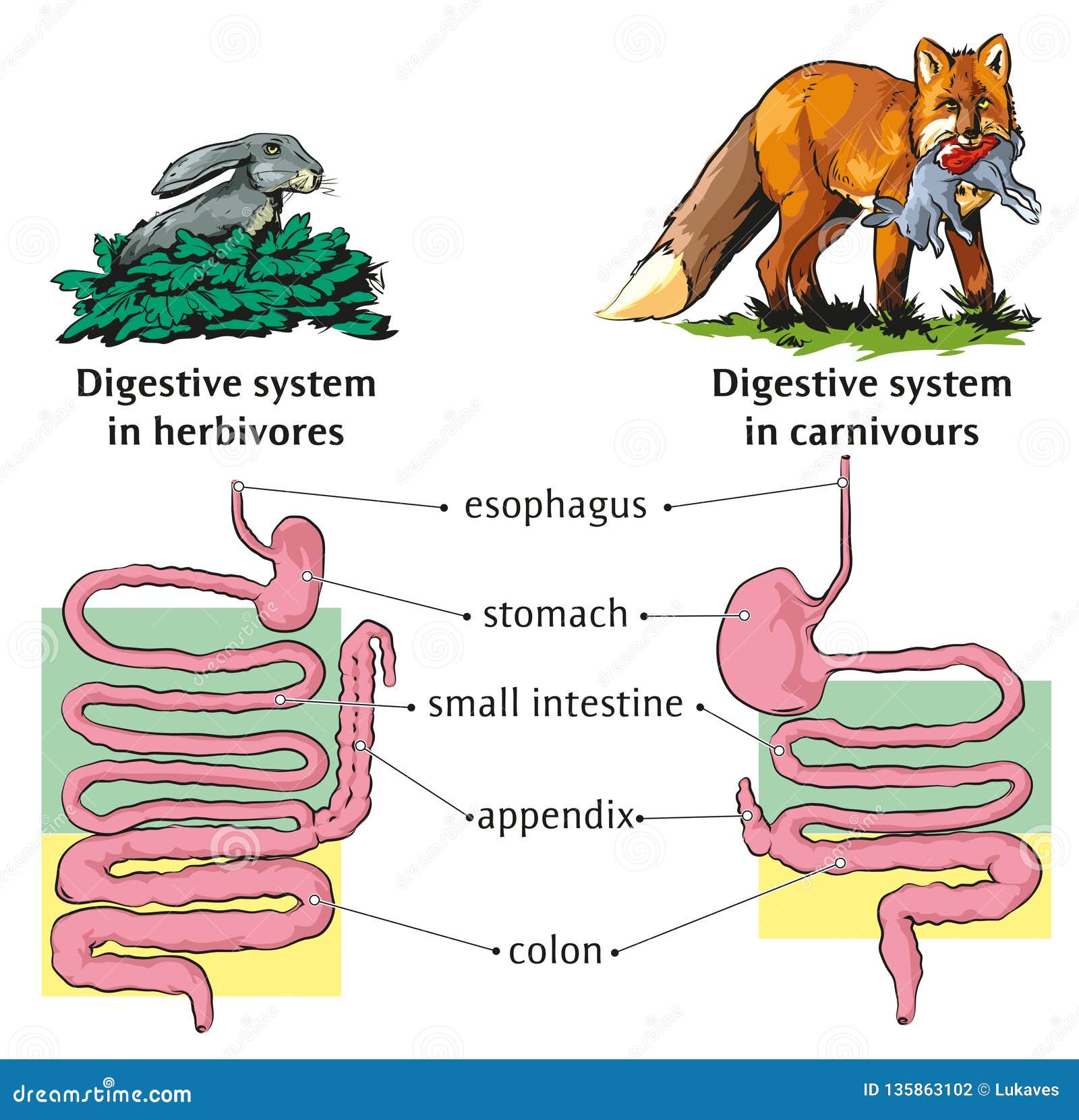 Système-animaux digestifs illustration de vecteur. Illustration of ...