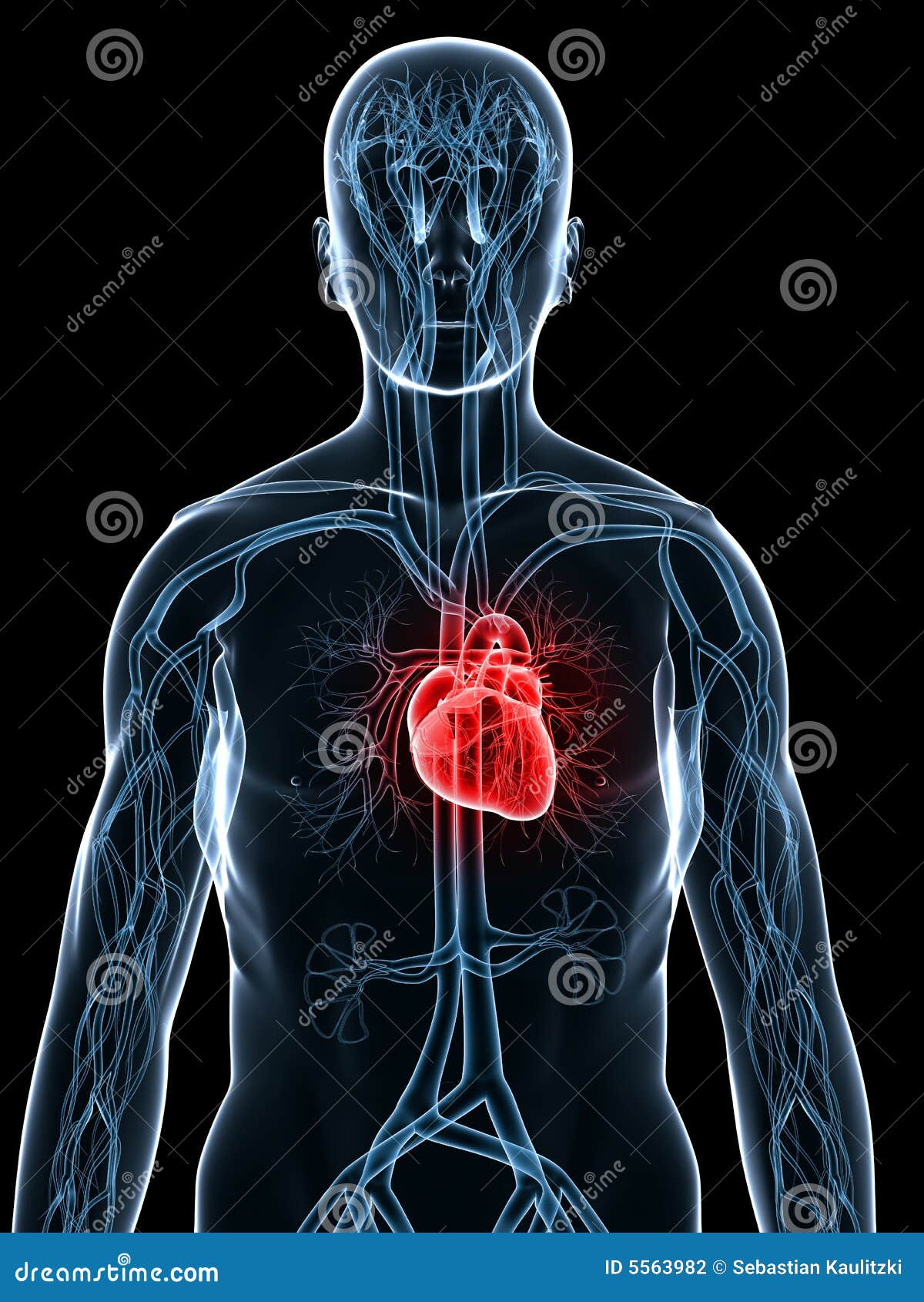 Système cardio-vasculaire illustration stock. Illustration du humain ...