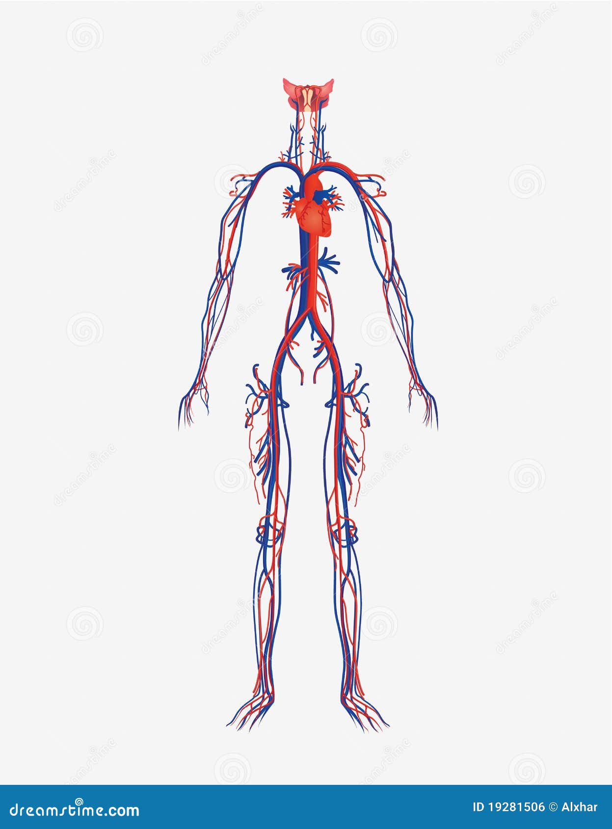 Système circulatoire illustration stock. Illustration du coeur - 19281506