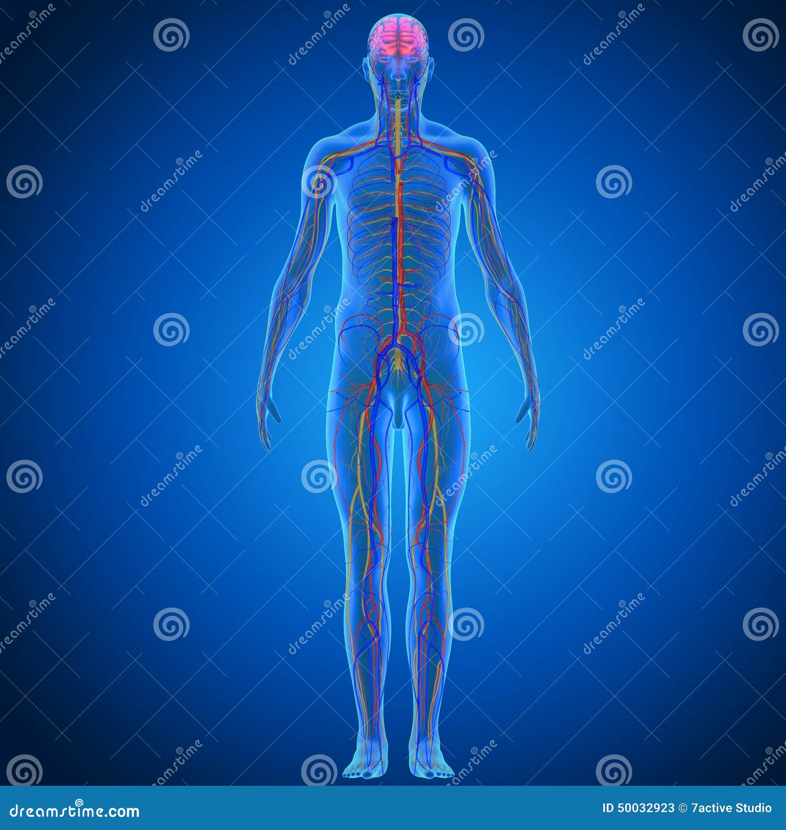 Système circulatoire illustration stock. Illustration du humain - 50032923