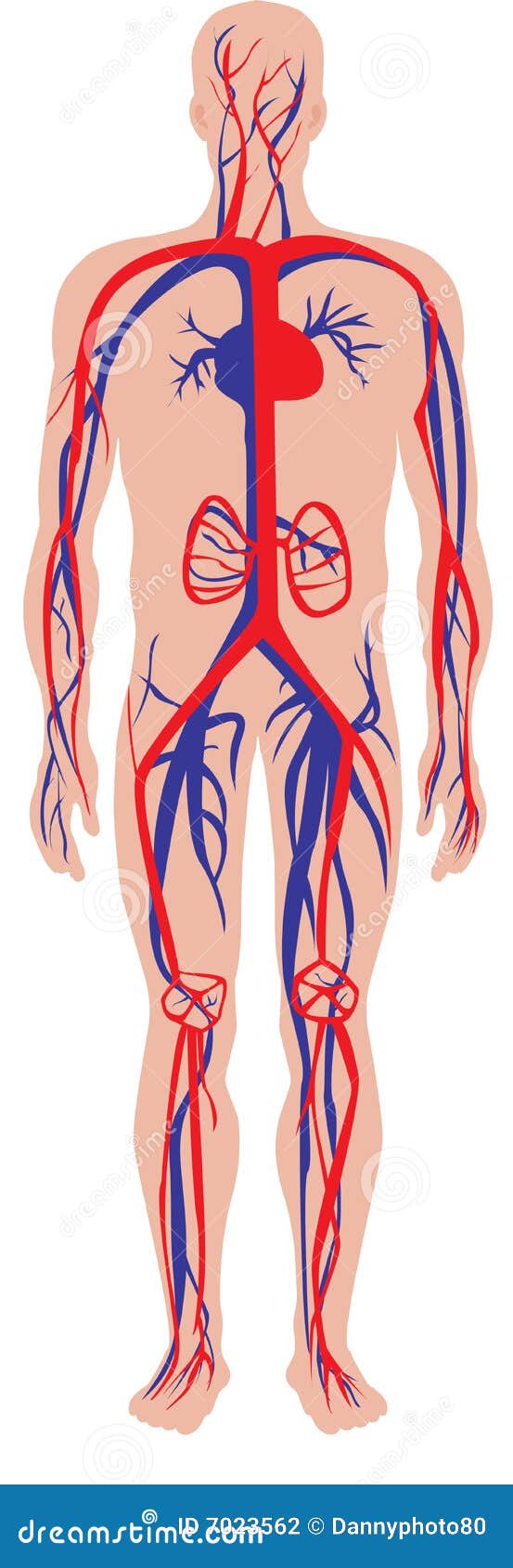 Système circulatoire illustration stock. Illustration du organisme ...