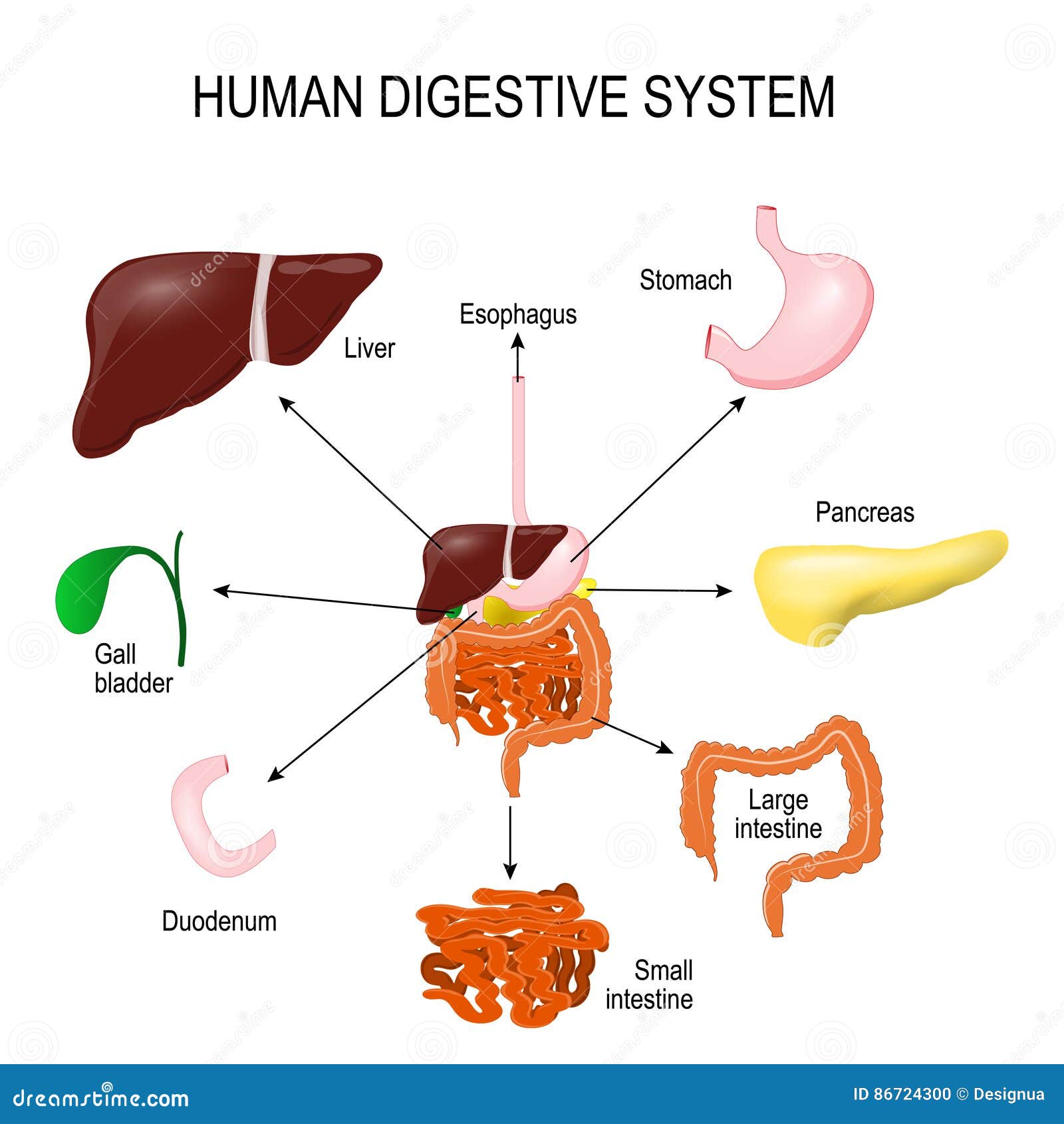 Système digestif humain illustration de vecteur. Illustration du ...