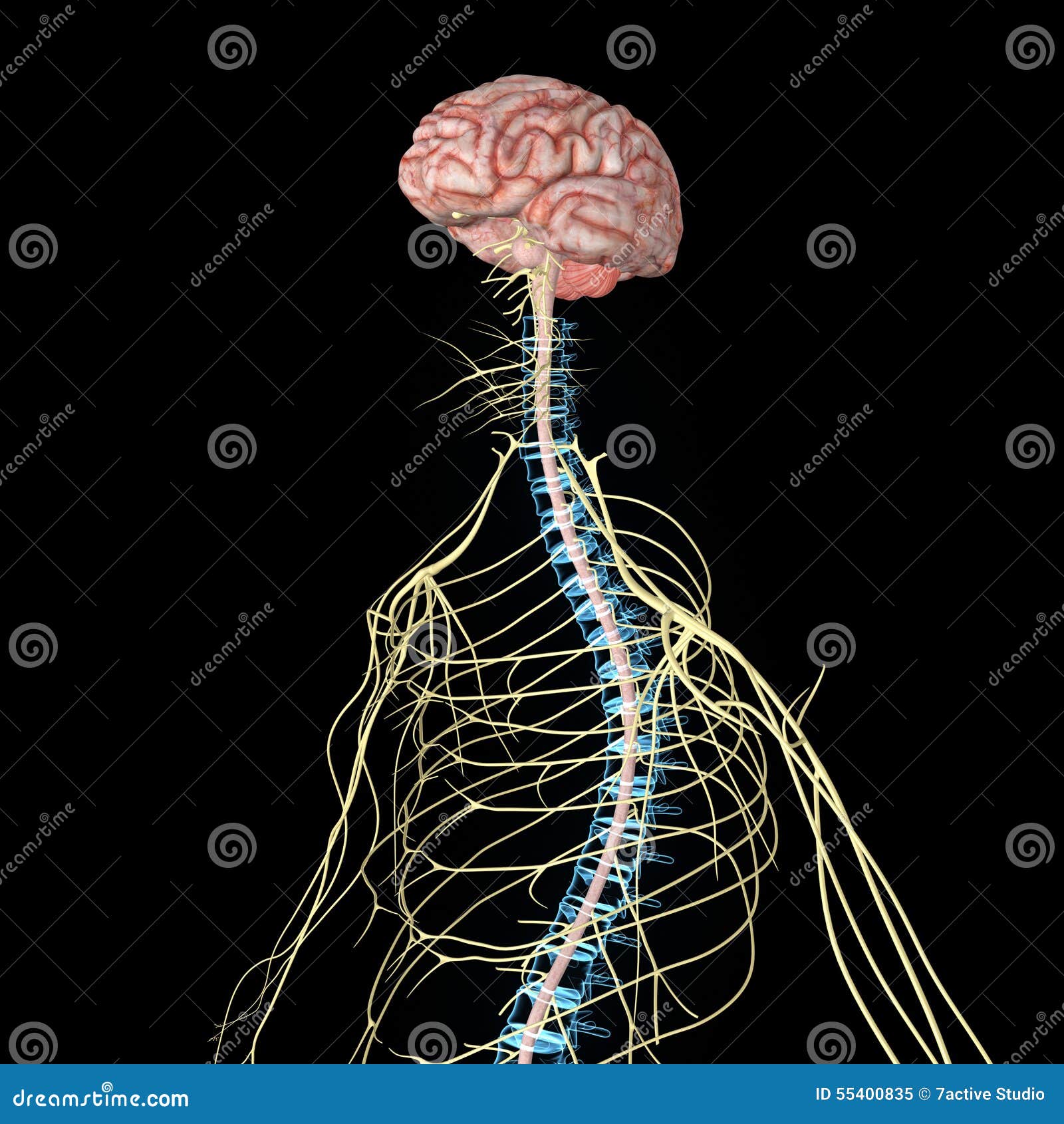 Système Nerveux Illustration Stock - Image: 55400835