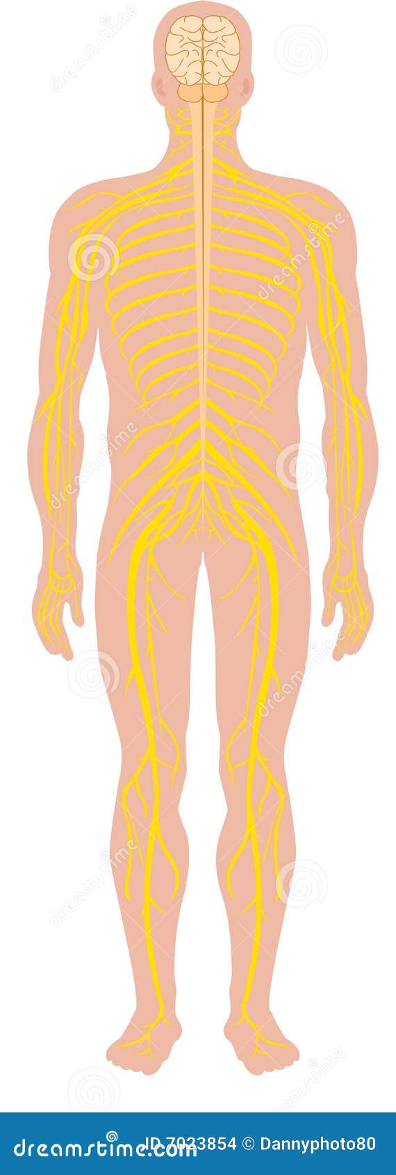Système nerveux humain illustration stock. Illustration du santé - 7023854