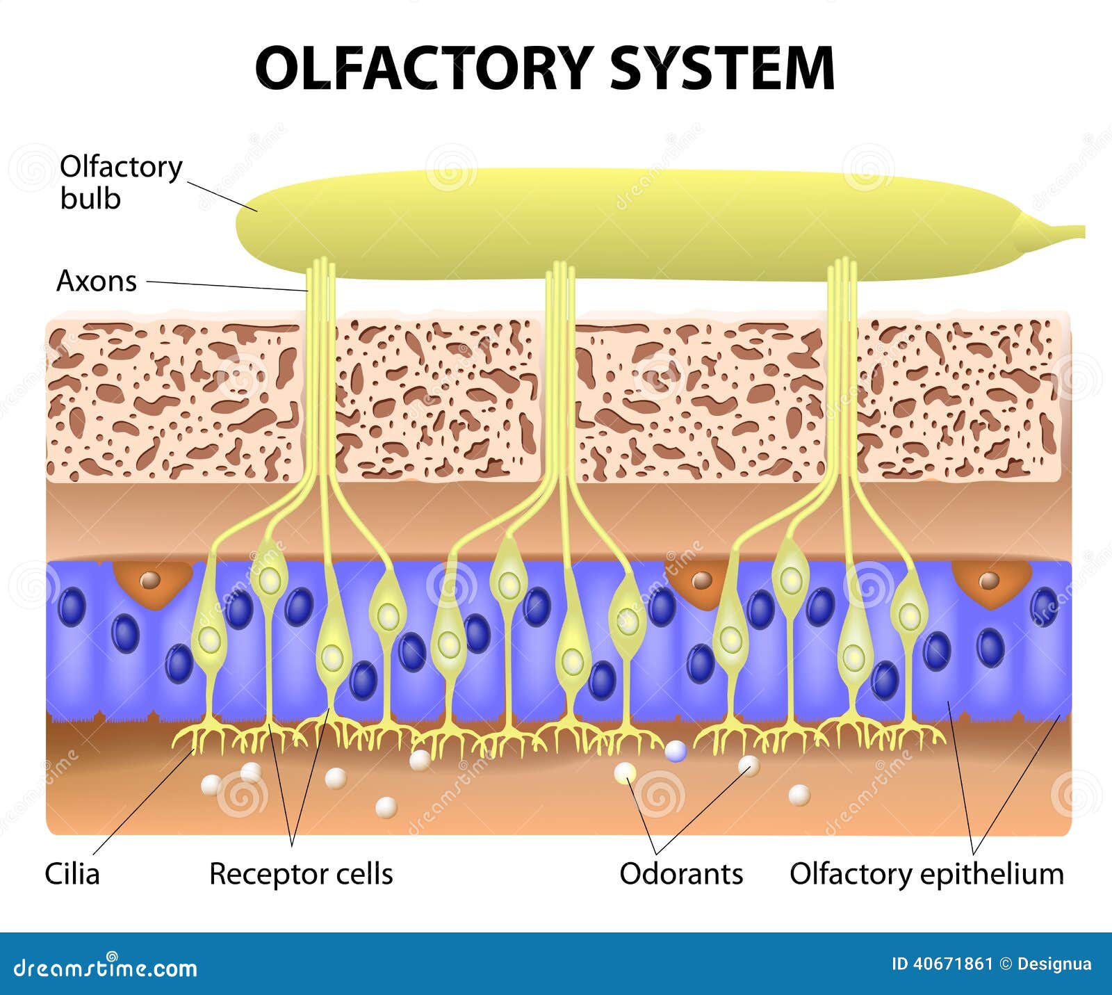 Système olfactif illustration de vecteur. Illustration du médecine ...