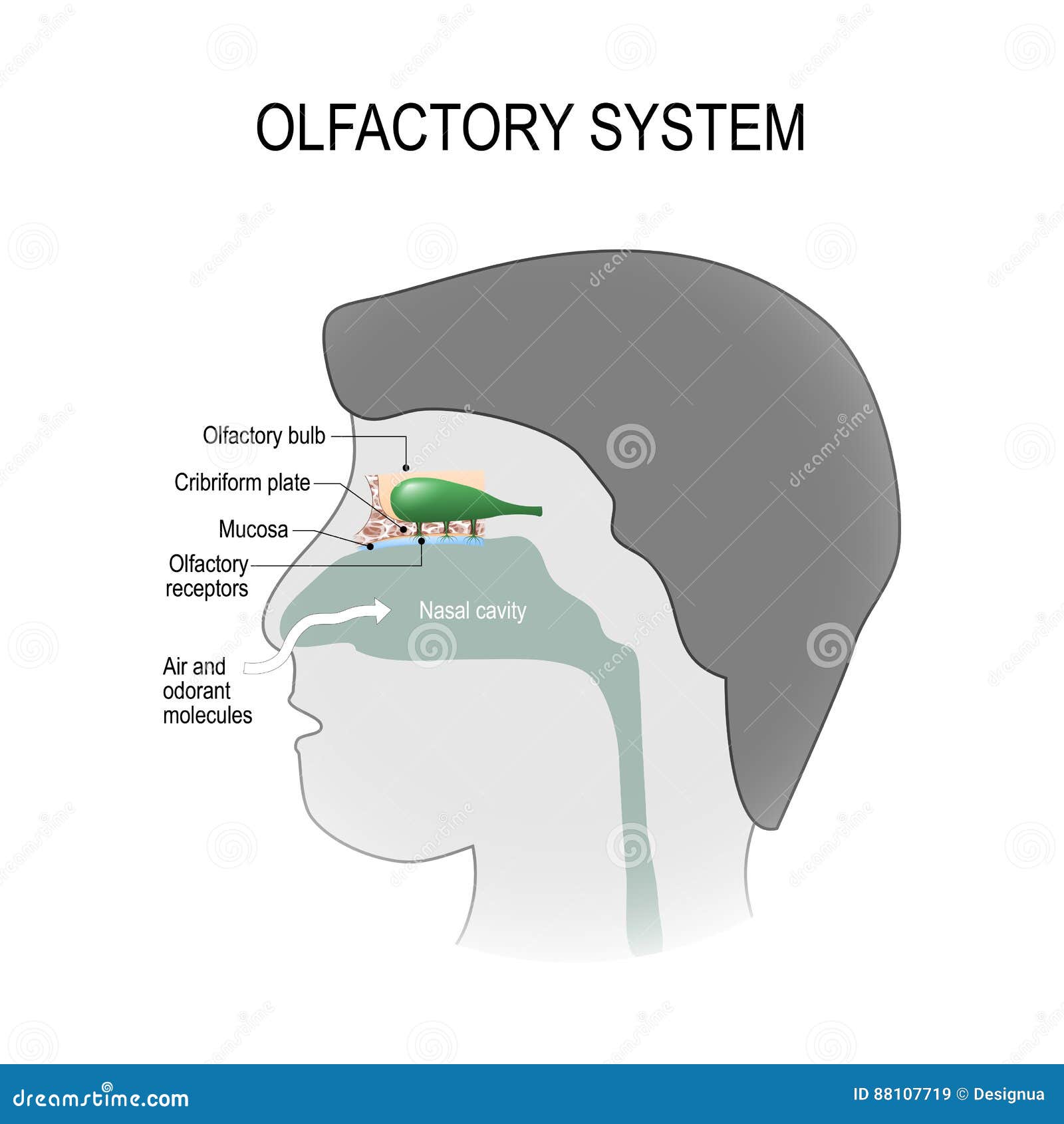 Olfactif Stock Illustrations, Vecteurs, & Clipart – (138 Stock ...