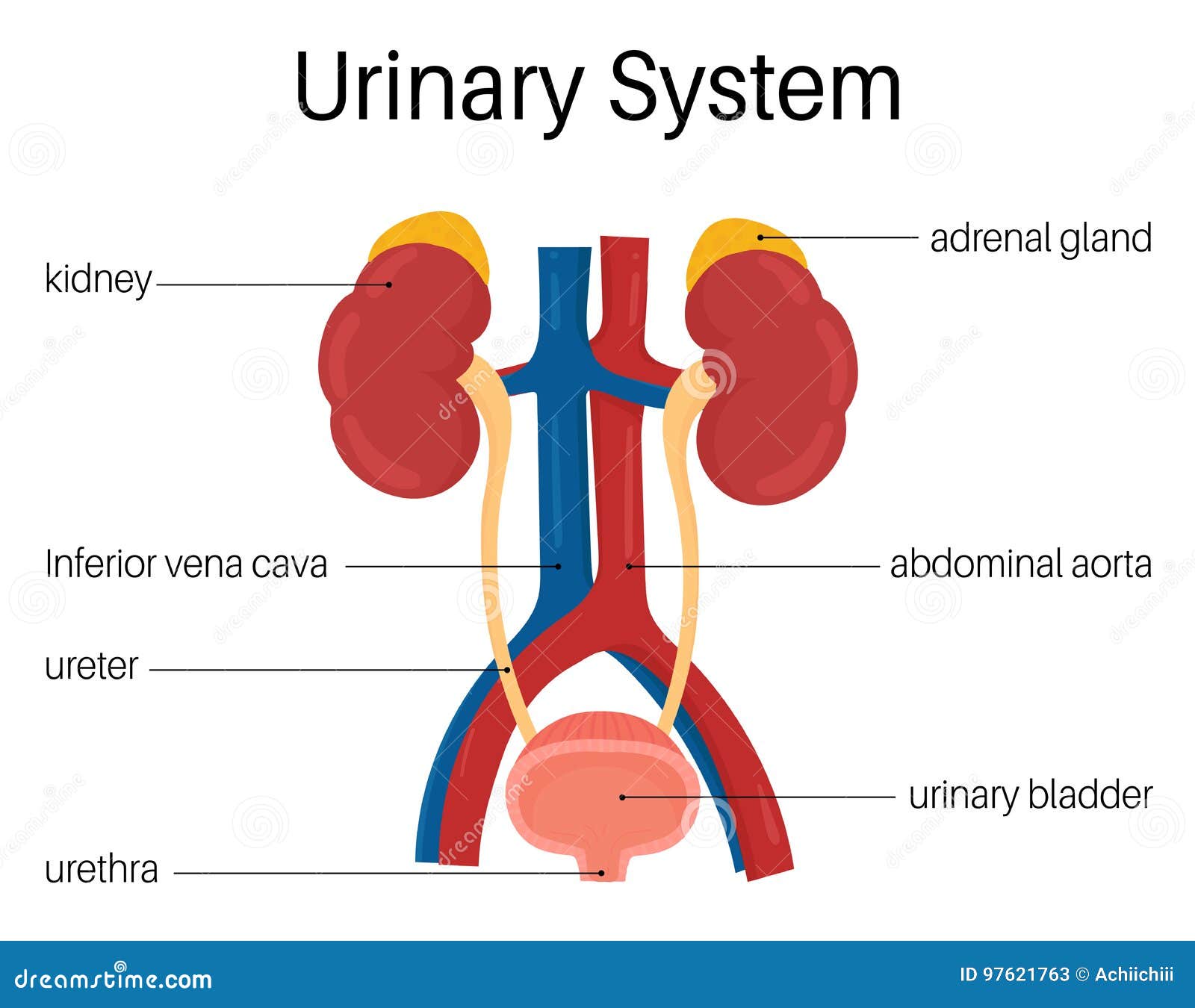 Système urinaire illustration de vecteur. Illustration du vessie - 97621763