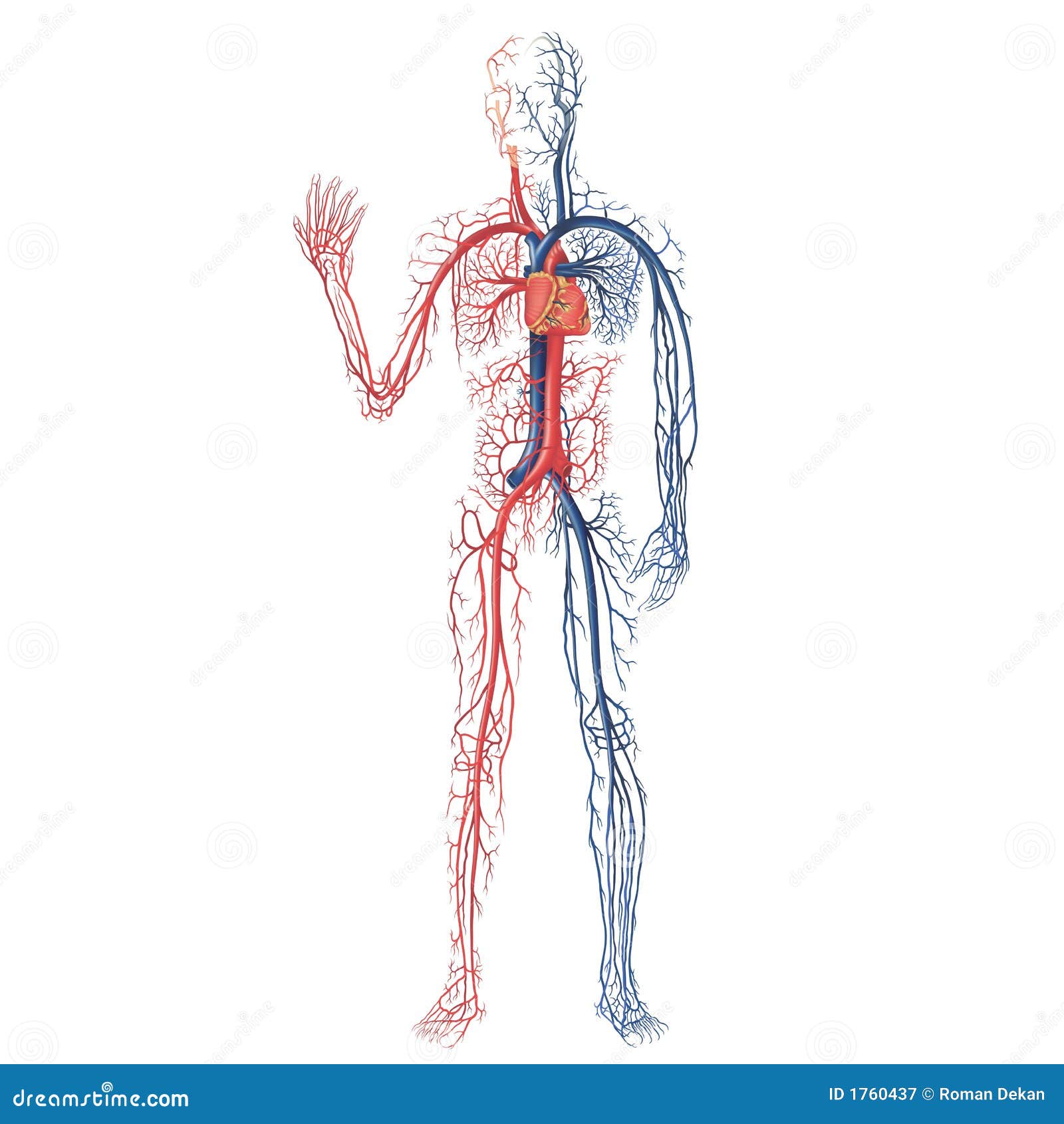 Système vasculaire illustration de vecteur. Illustration du médecin ...