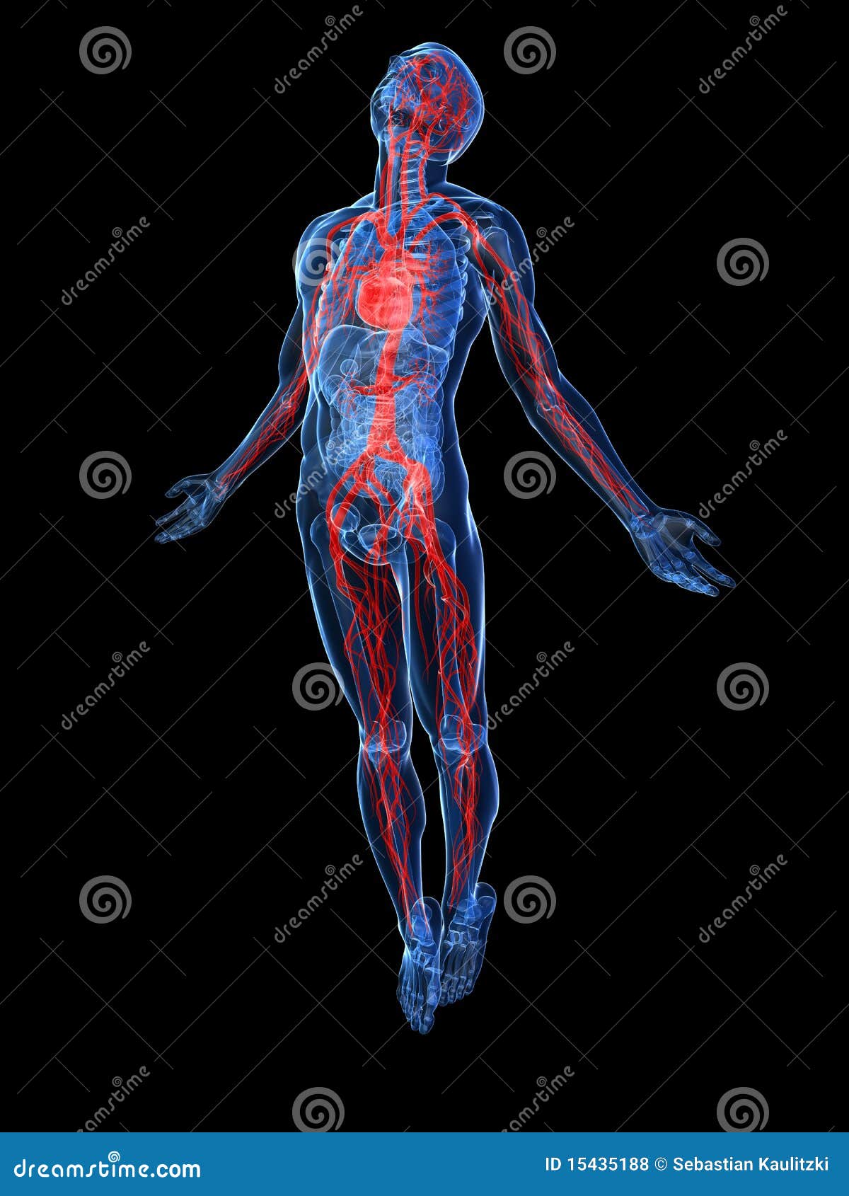 Système vasculaire humain illustration stock. Illustration du ...