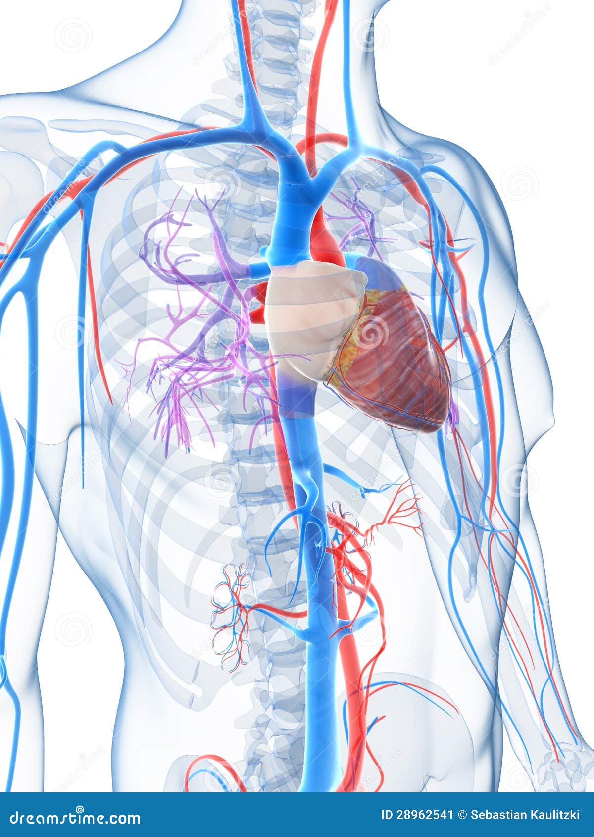 Système vasculaire humain illustration stock. Illustration du coffre ...