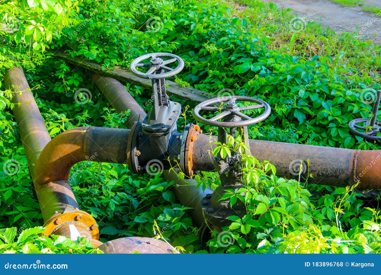 System of the Control Valves on the Pipes Overgrown with Green Plants ...