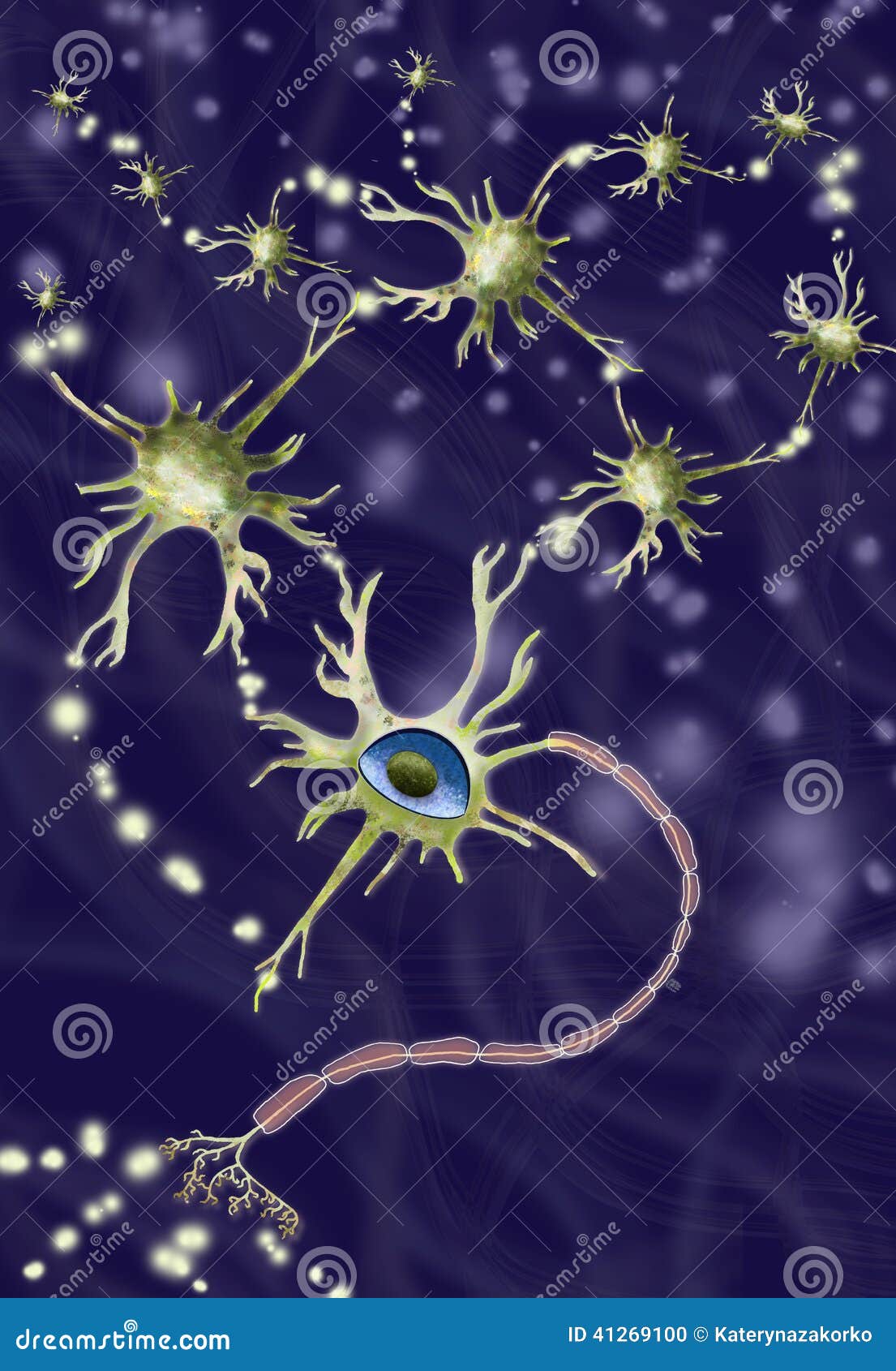Schwann Cells. Structure Of Neurolemmocytes. Vector Illustration ...