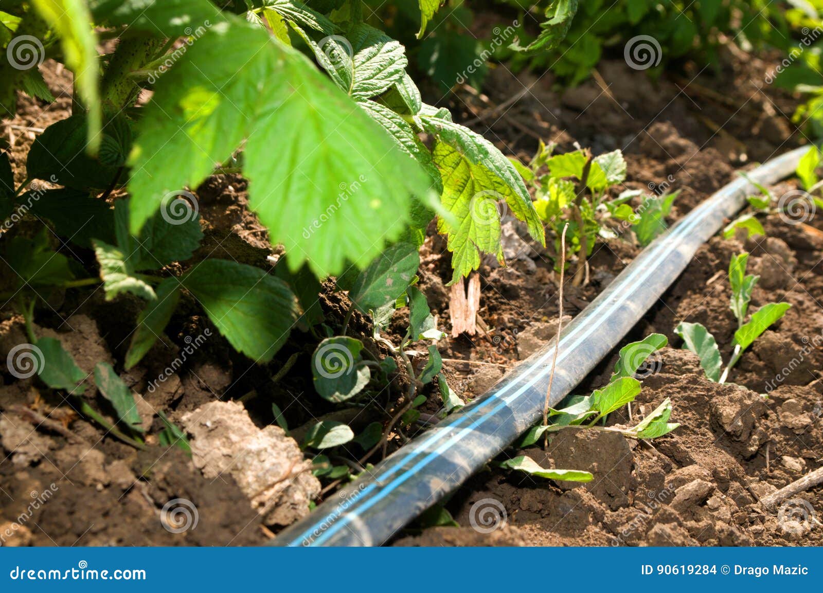 The System for Watering Applied in Raspberry Stock Photo - Image of ...