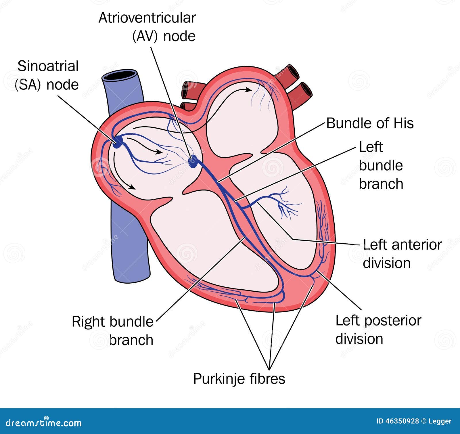 Système De Conduction De Coeur Illustration de Vecteur - Image: 46350928