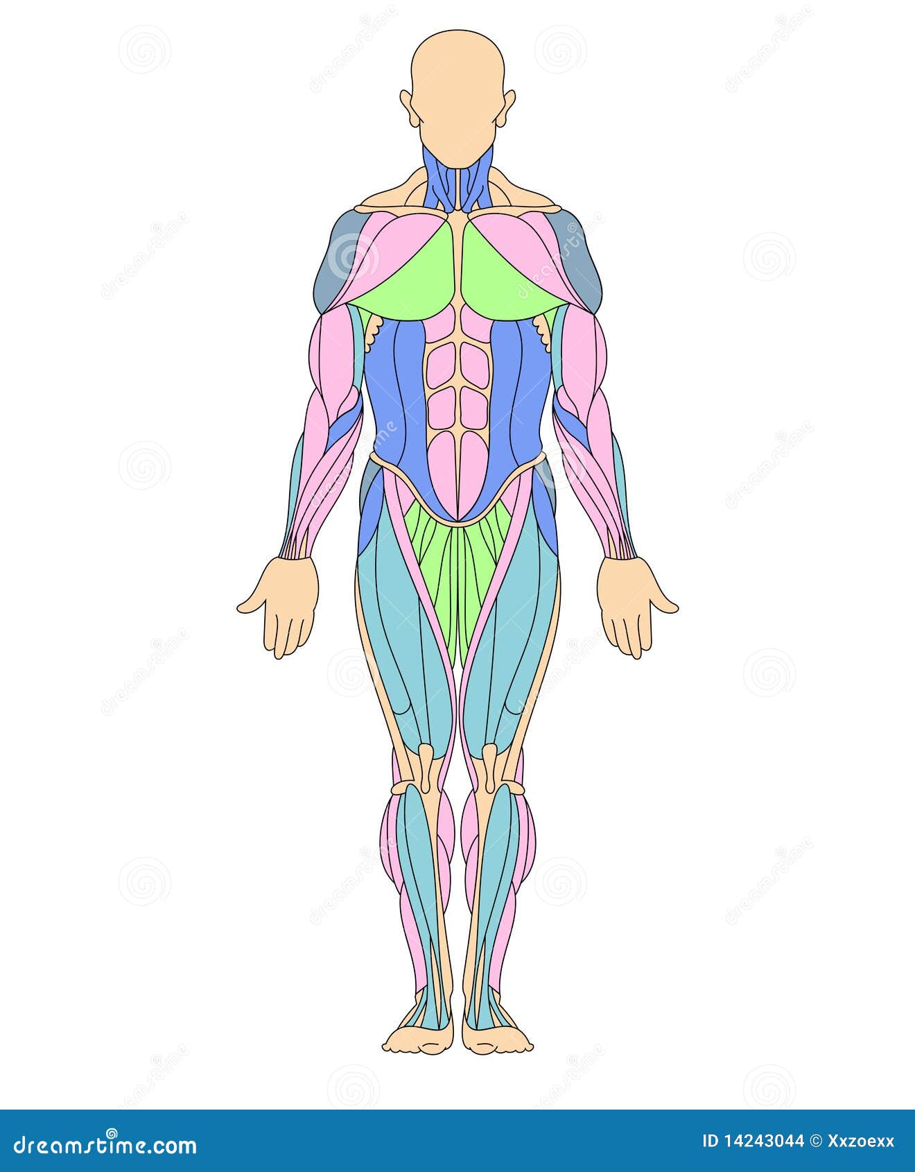 Système Musculaire Humain Images stock - Image: 14243044