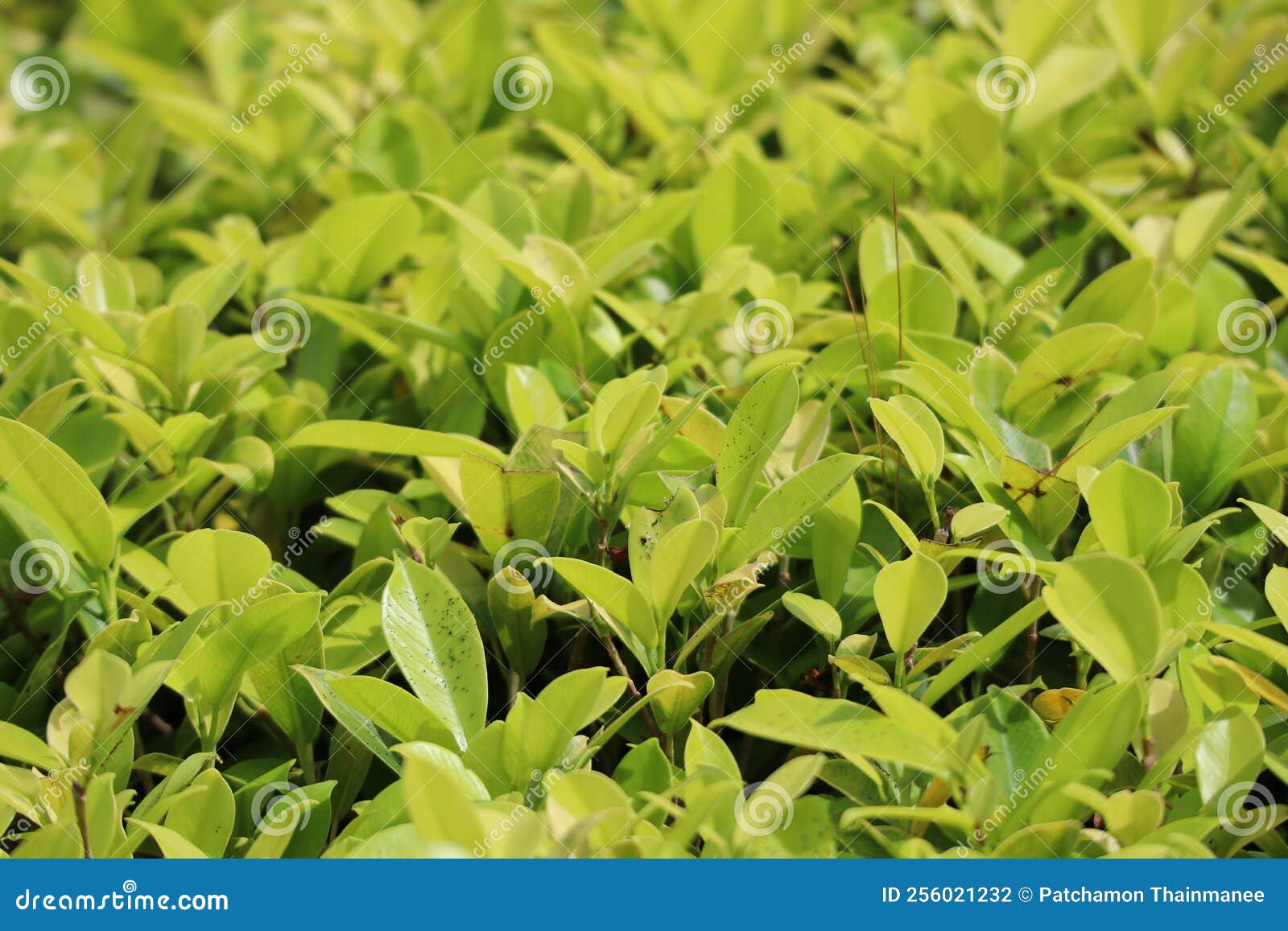 Green Leaves, Beautiful Natural Color Background Stock Photo - Image of ...