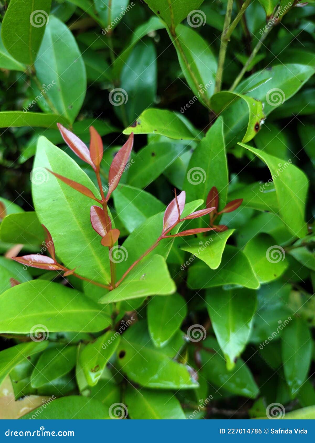 Syzygium Australe Tree Bush Texture Stock Photography | CartoonDealer ...