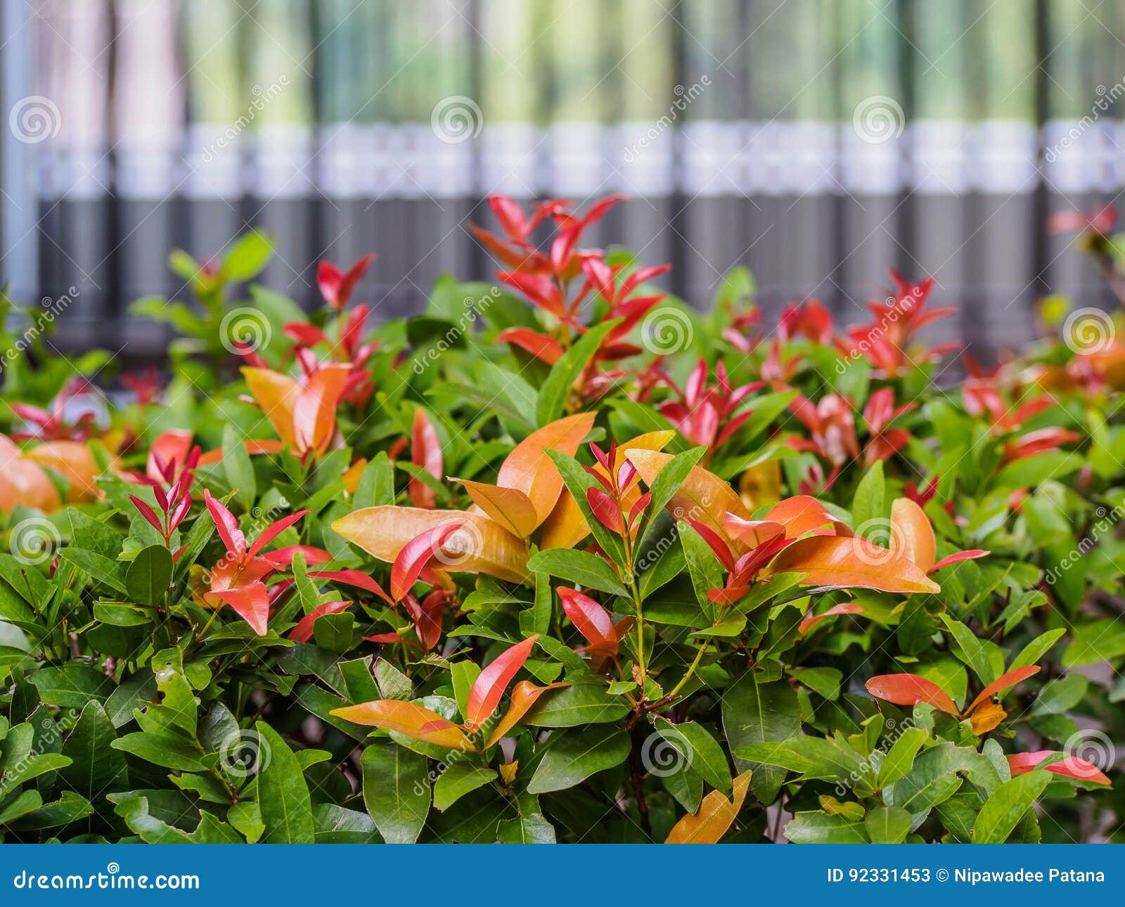 Syzygium Australe Tree Royalty-Free Stock Photo | CartoonDealer.com ...