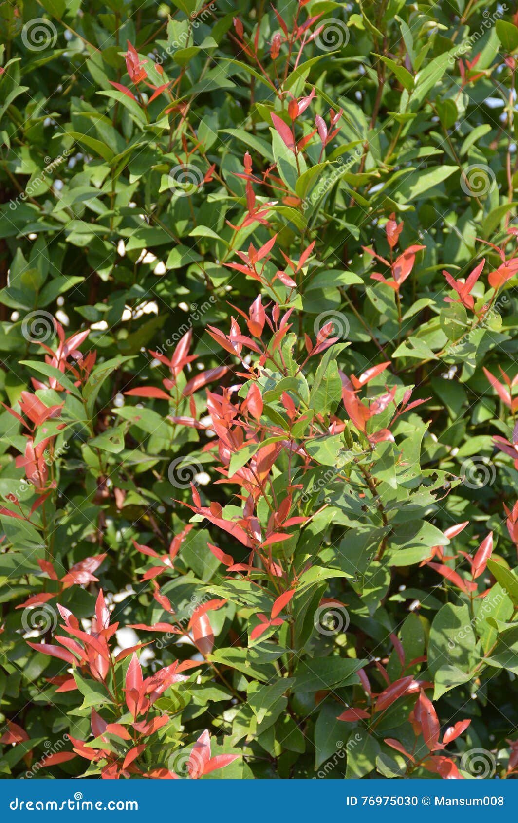 Syzygium australe tree stock photo. Image of beauty, tree - 76975030
