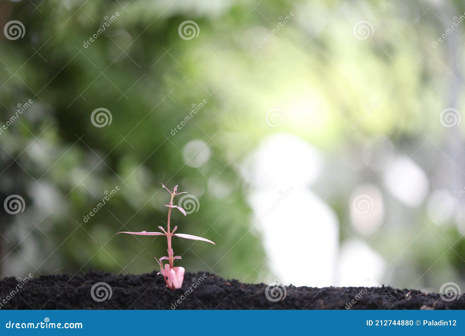 Syzygium Gratum Pink Tree Sprout Growing Stock Photo - Image of closeup ...