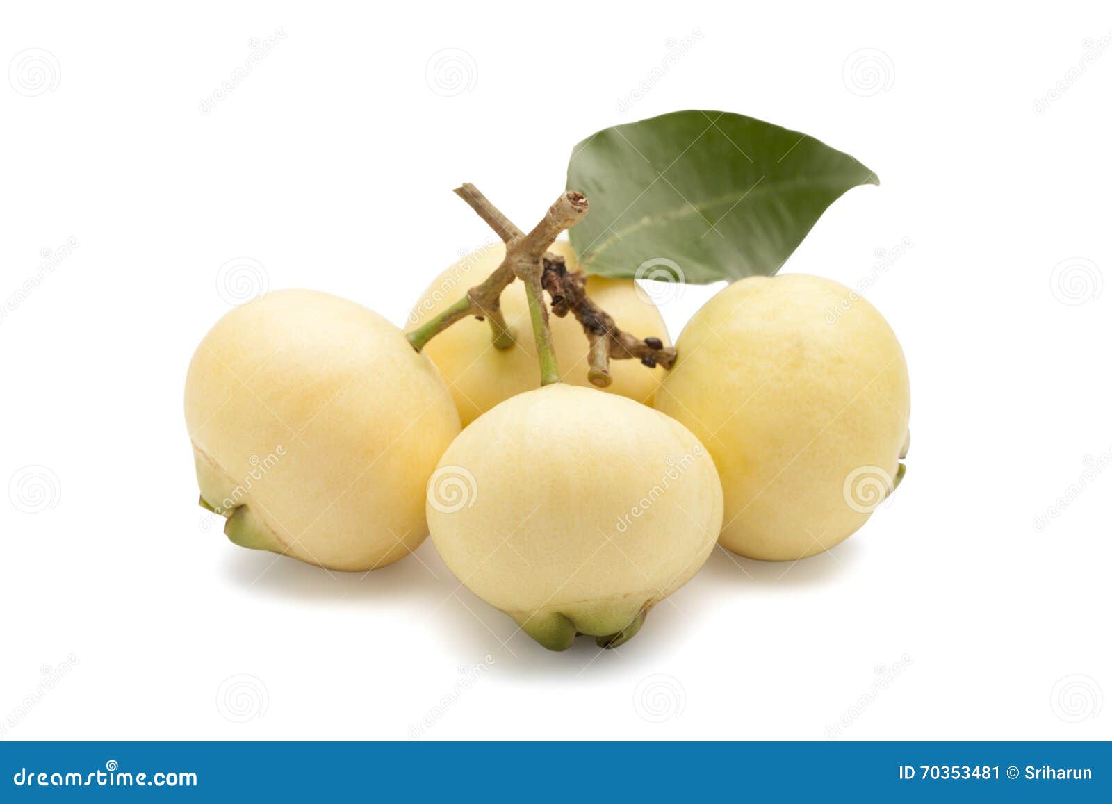 Syzygium Jambos Jambo-rosa Jambo Sao Paulo Royalty-Free Stock ...