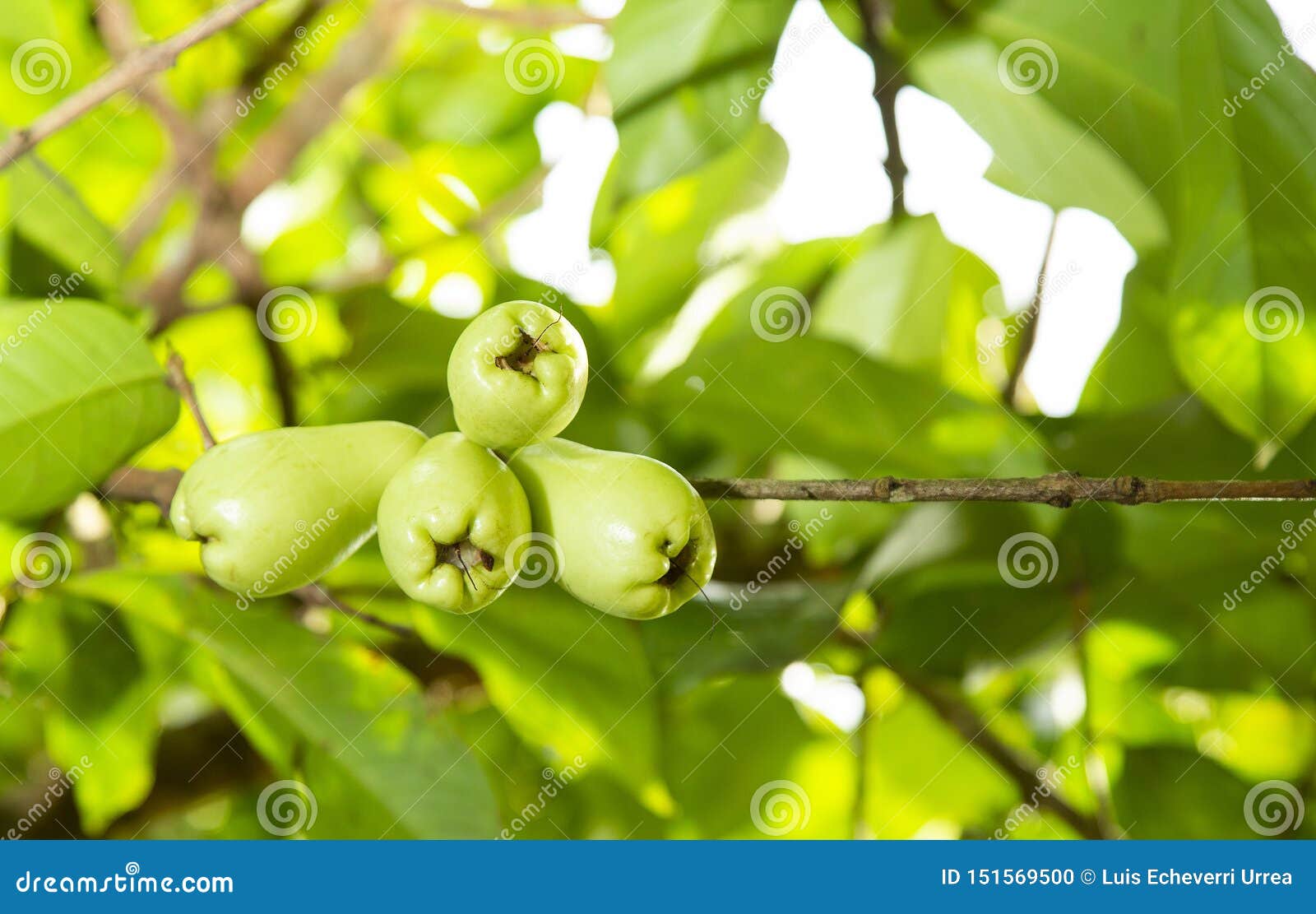 Syzygium Malaccense - Malay Rose Apple Stock Photo - Image of diet ...