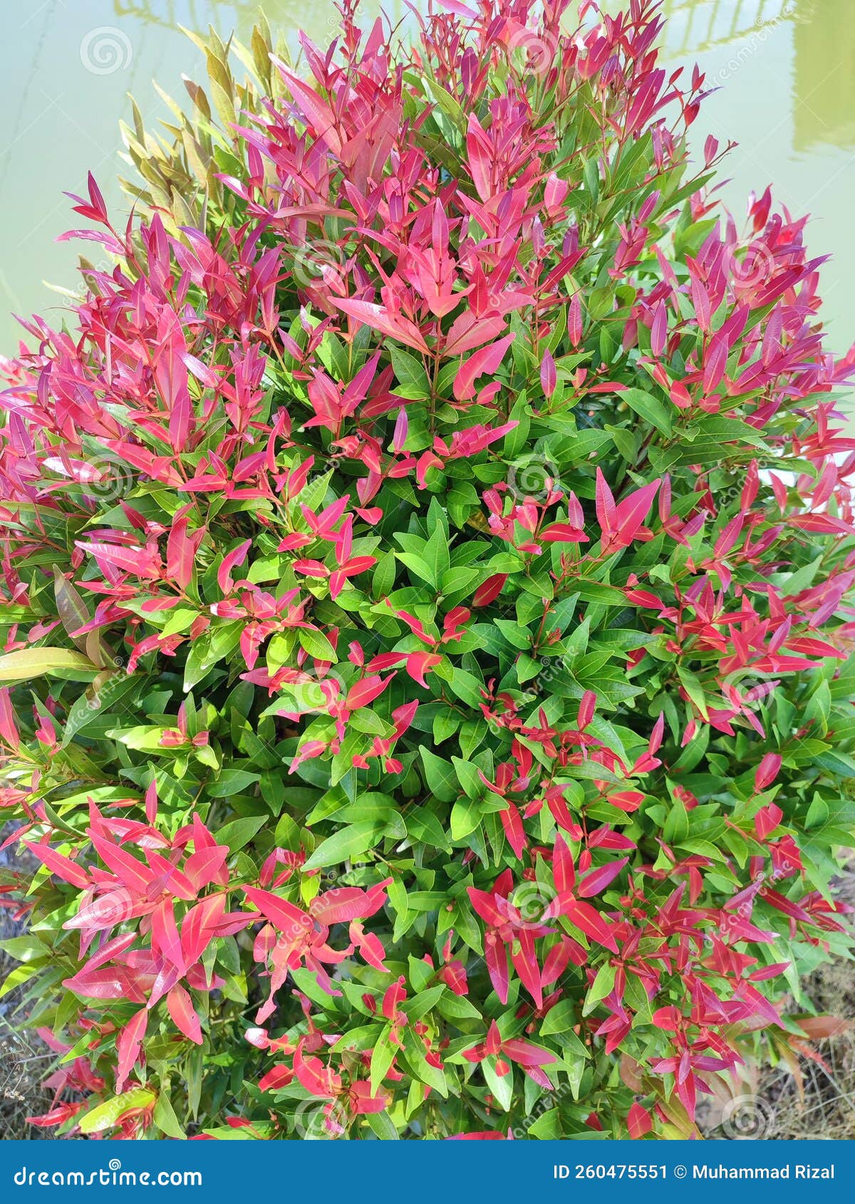 Syzygium Myrtifolium the Red Leaf Stock Image - Image of myrtifolium ...