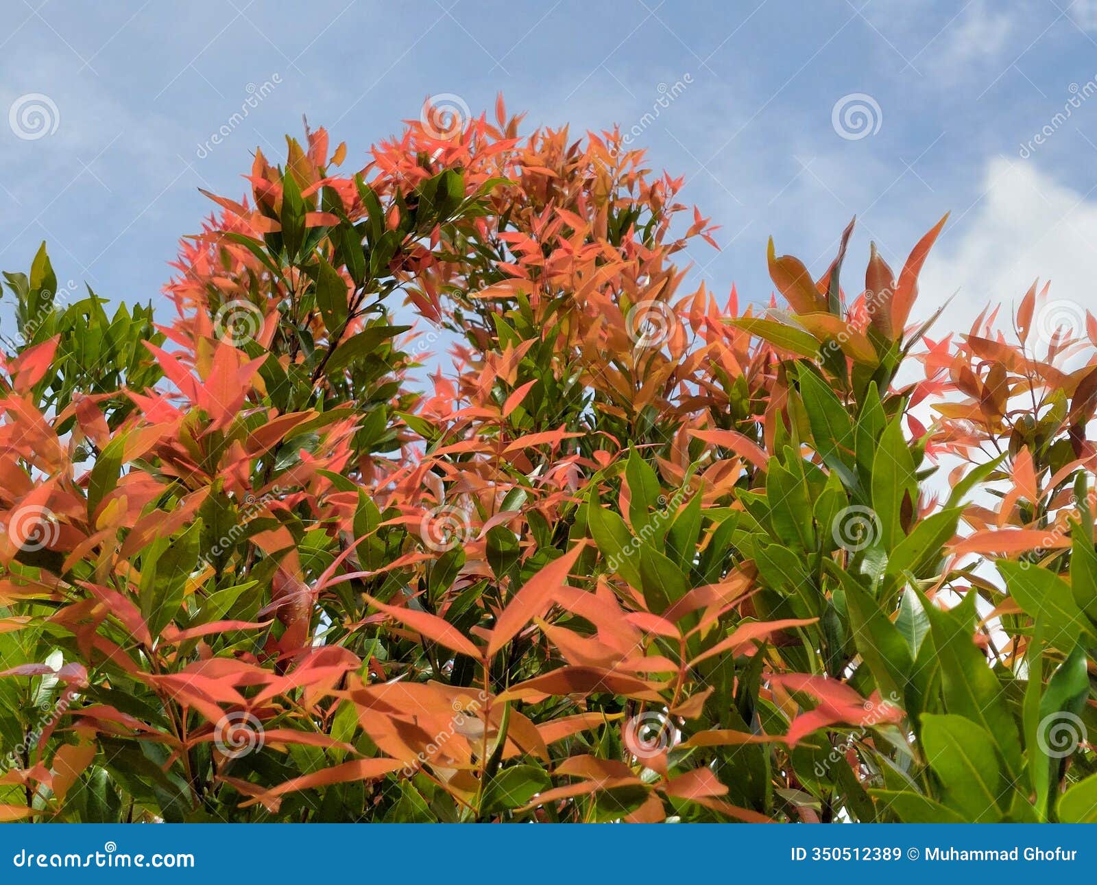 Syzygium Myrtifolium or Red Shoot Tree Stock Image - Image of maple ...