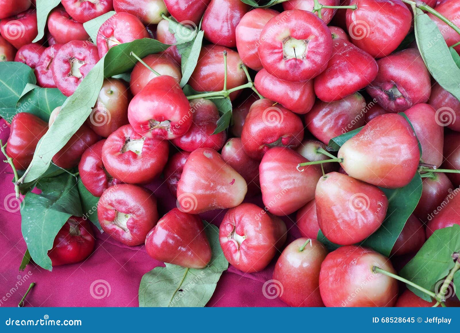 Syzygium Samarangense imagem de stock. Imagem de espécie - 68528645 Syzygium Samarangense imagem de stock. Imagem de espécie - 68528645
