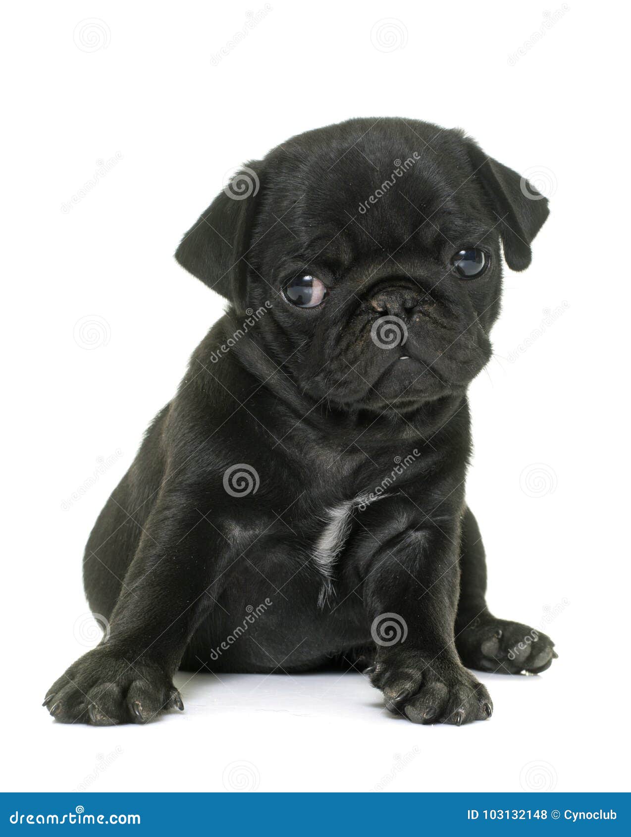 Szczeniaka czarny mops zdjęcie stock. Obraz złożonej z szczeniak ...