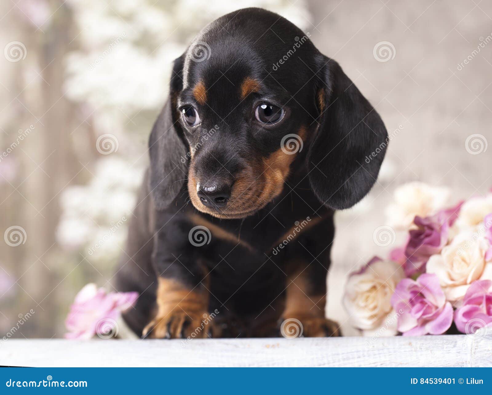 Szczeniaka jamnik obraz stock. Obraz złożonej z biały - 84539401