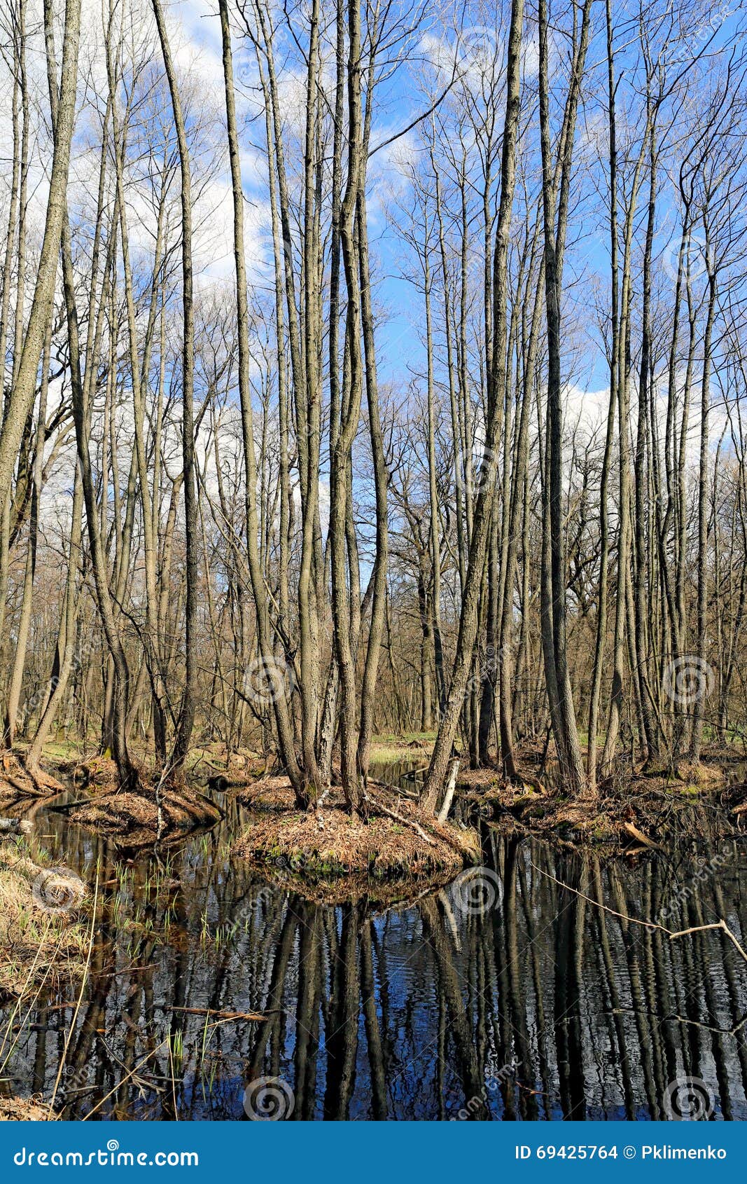 Szene mit Sumpf im Wald stockfoto. Bild von wild, europa - 69425764