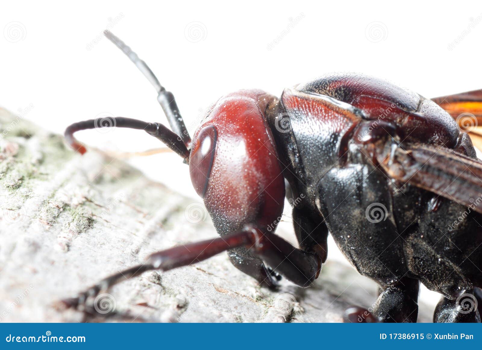 Szerszeń osa obraz stock. Obraz złożonej z zbliżenie - 17386915