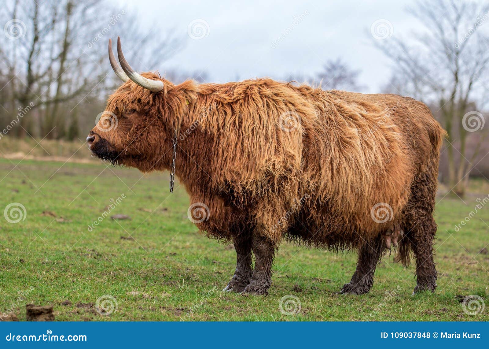 Szkocka Krowa Stock Images - Download 415 Photos