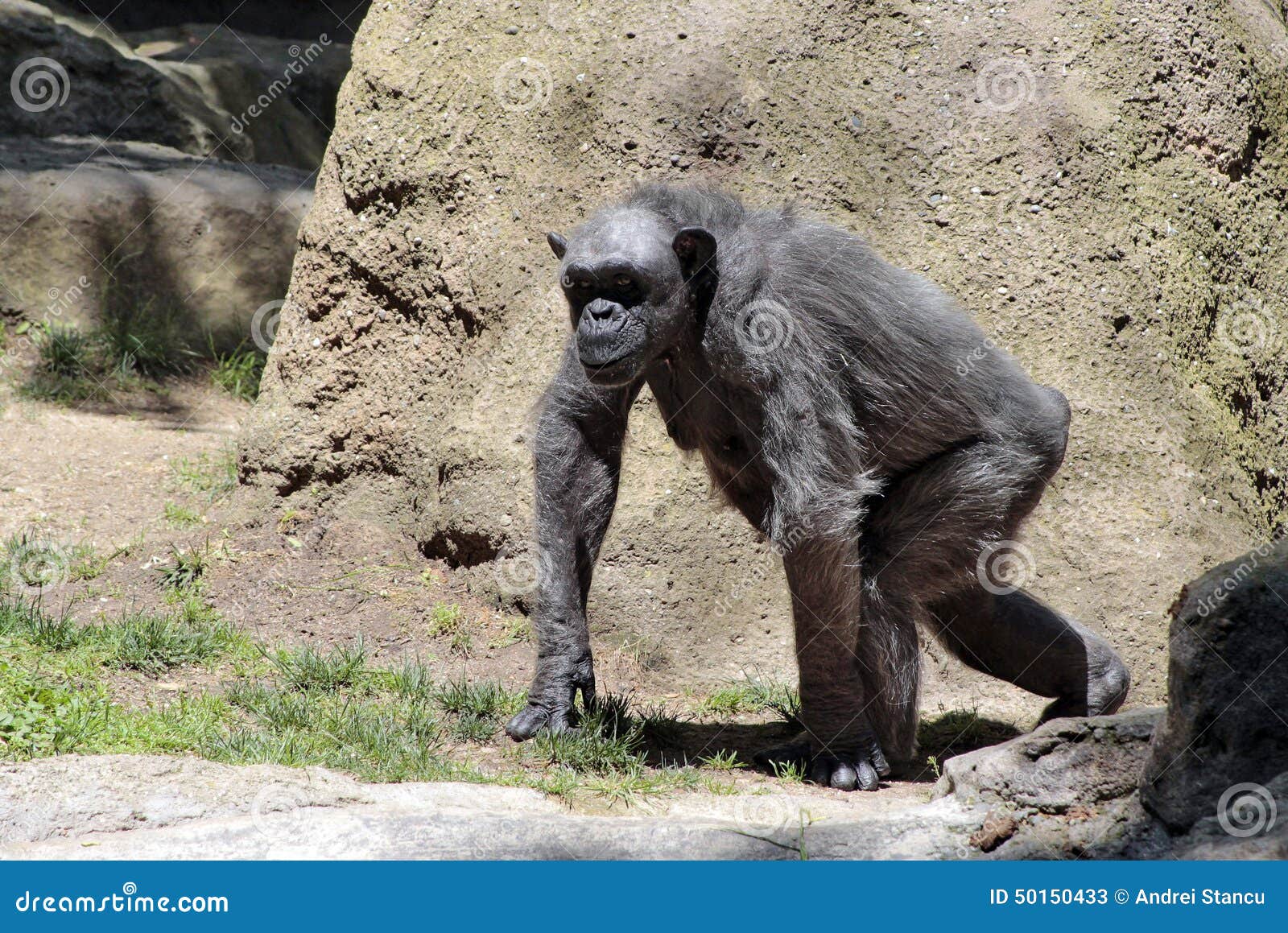 Szympans obraz stock. Obraz złożonej z barcelona, palce - 50150433