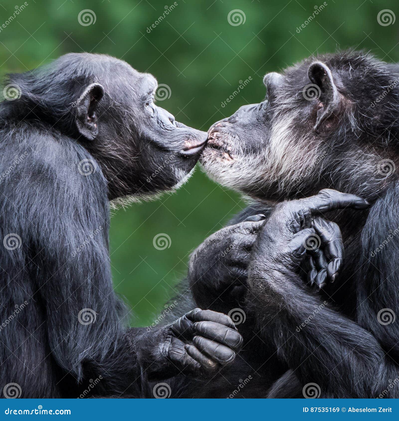 Szympans para VI obraz stock. Obraz złożonej z naturalny - 87535169