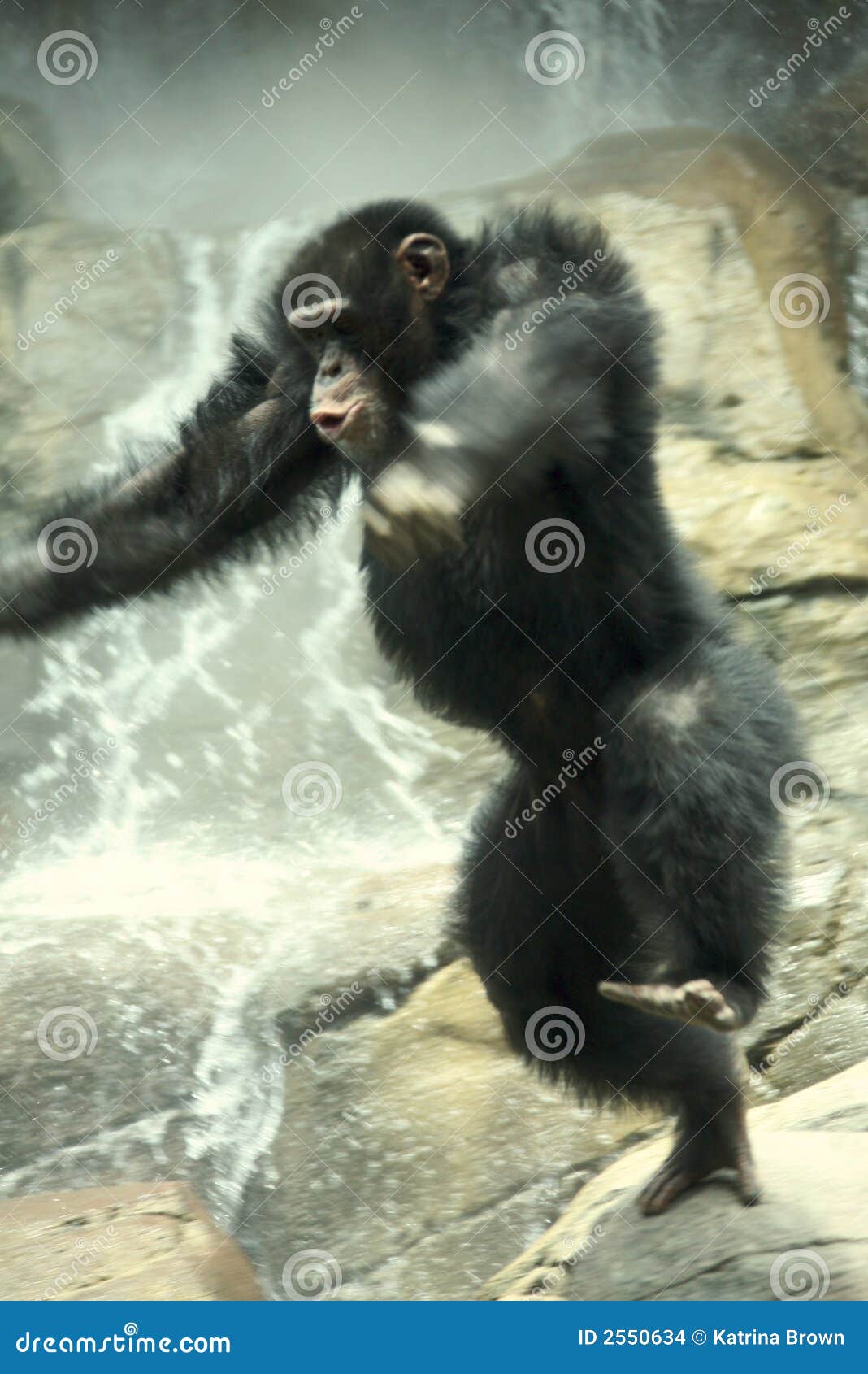 Szympans skacze szeroko zdjęcie stock. Obraz złożonej z zakończenie ...