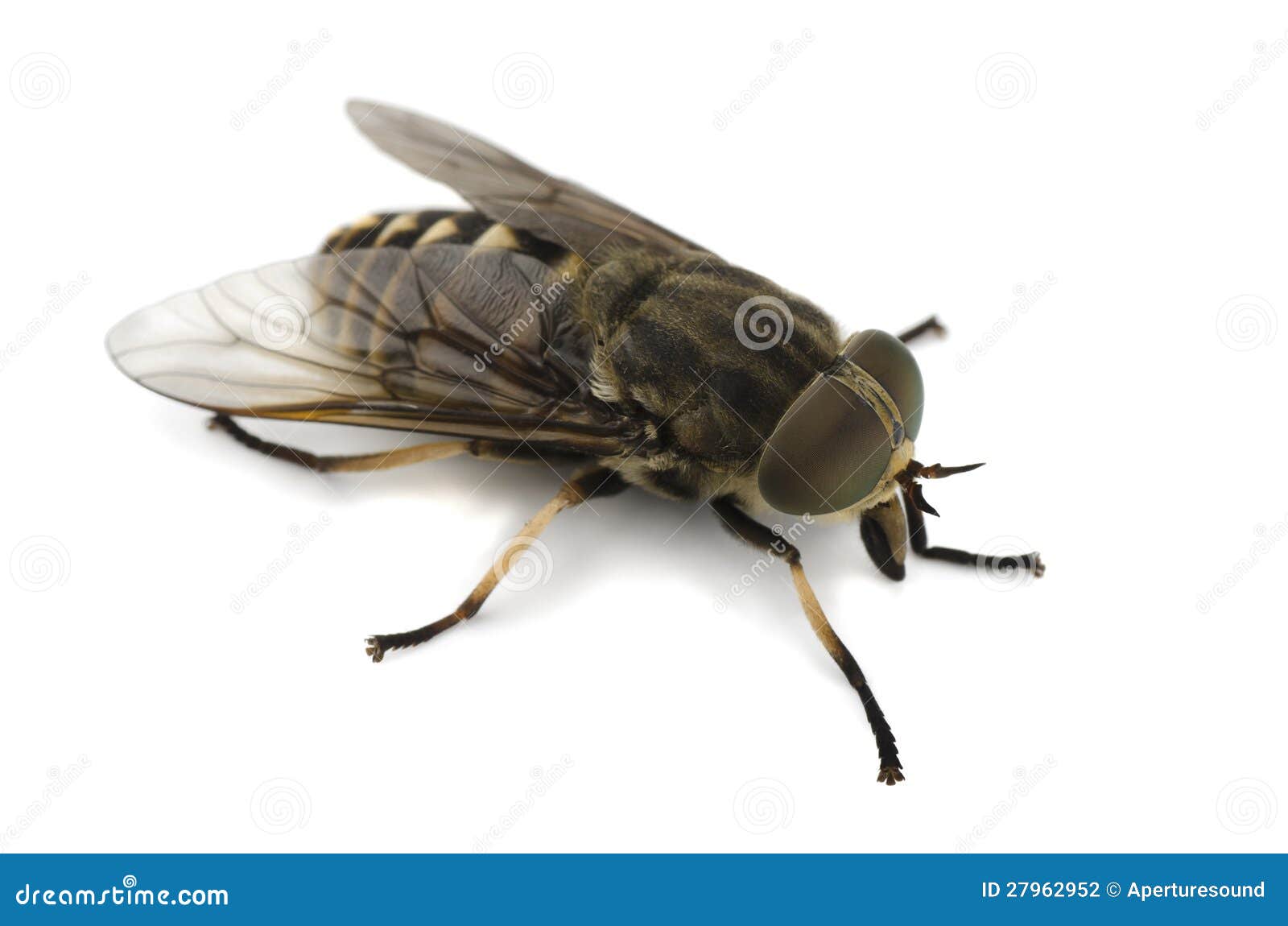 Tábano foto de archivo. Imagen de macro, cubo, iridiscente - 27962952