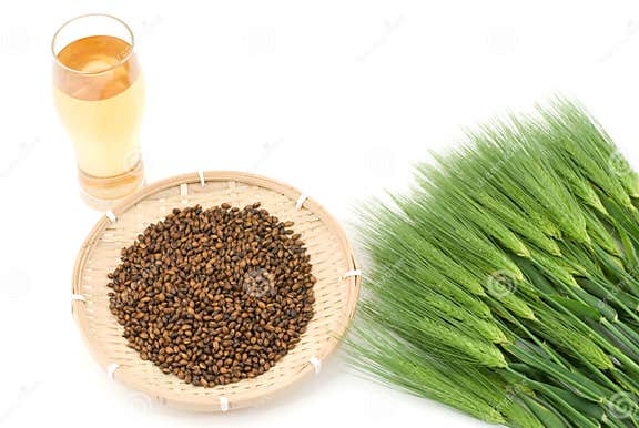 Té De La Cebada Y De Cebada Imagen de archivo - Imagen de resorte ...