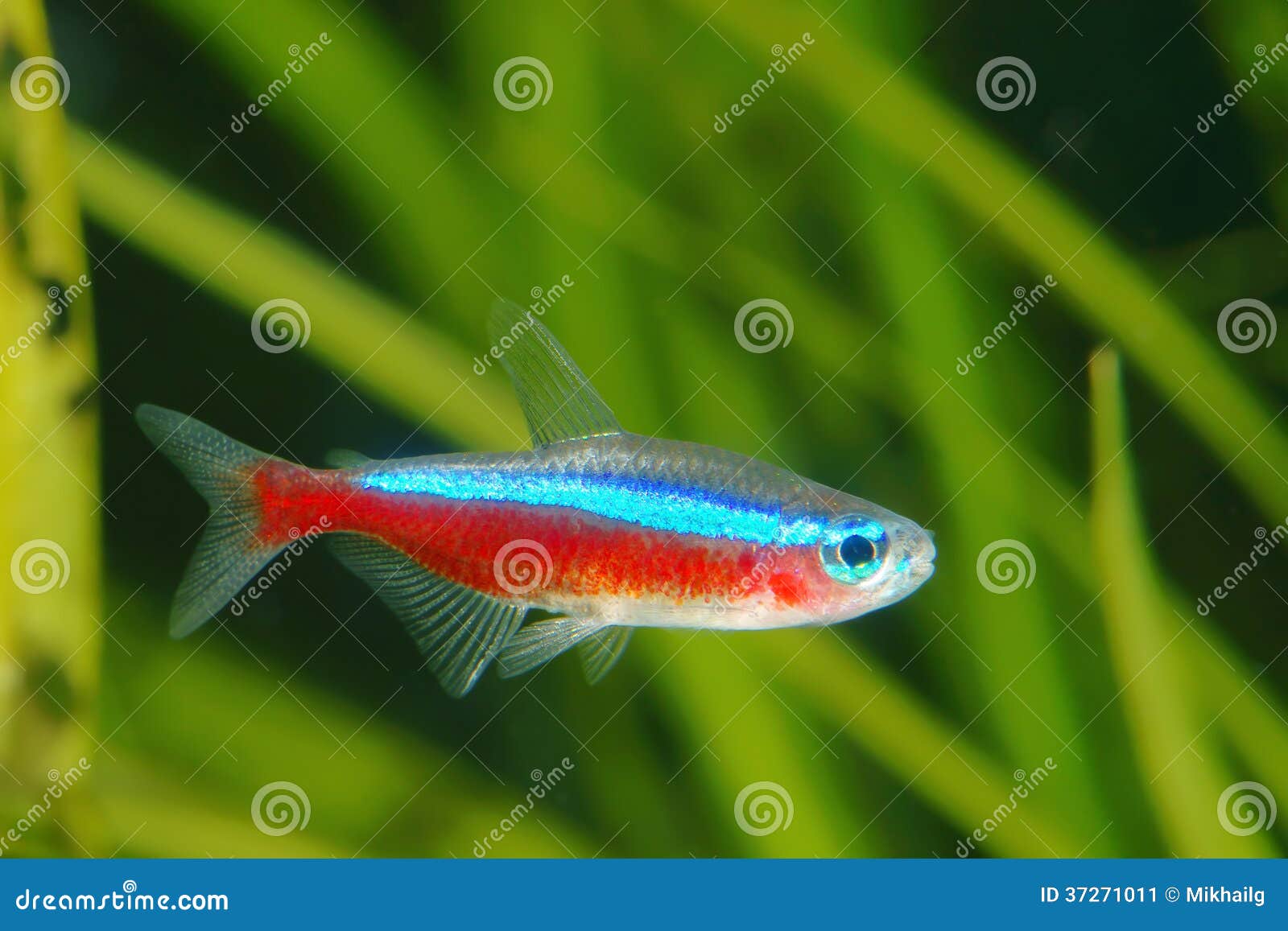 Tétra poissons cardinaux image stock. Image du vert, rouge - 37271011