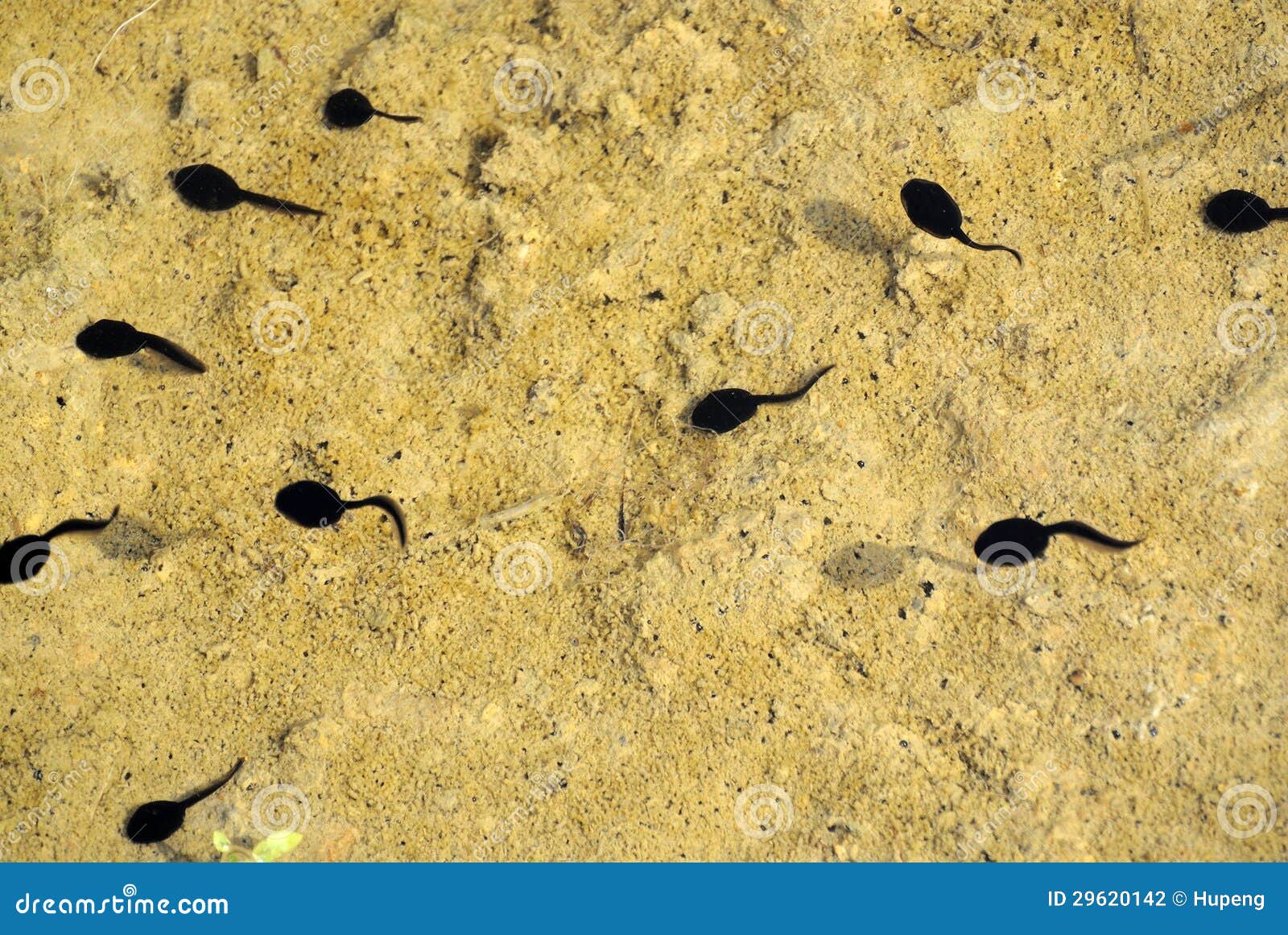 Têtard photo stock. Image du amphibies, étape, accroissement - 29620142