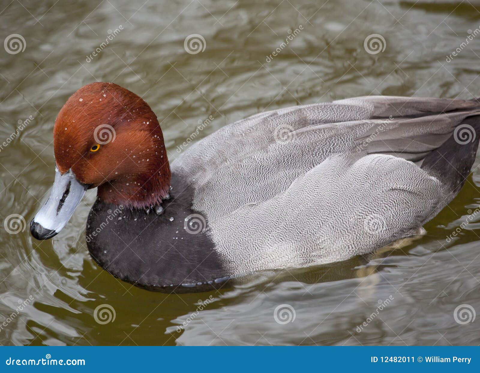 Tête Bleue De Bill Brown De Canard Roux Image stock - Image du bleu ...