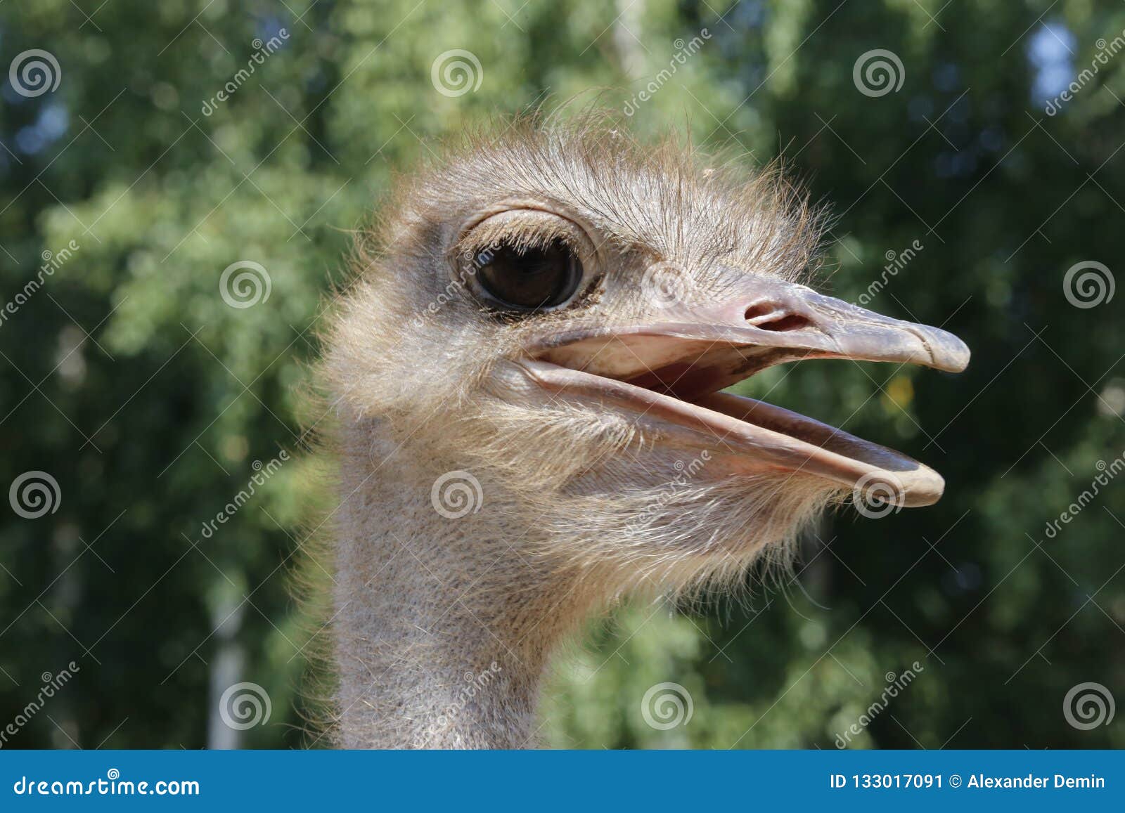 Tête D'une Autruche Avec Un Bec Ouvert Image stock - Image du ferme ...