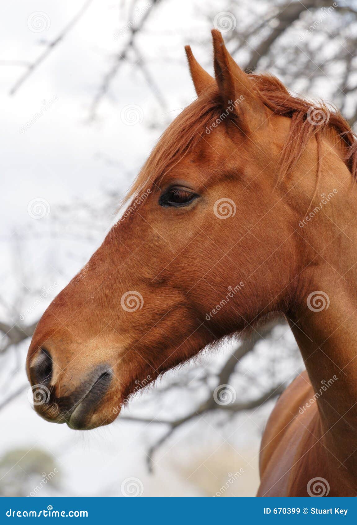 Tête De Cheval Dans Le Profil Image stock - Image du peau, équestre: 670399