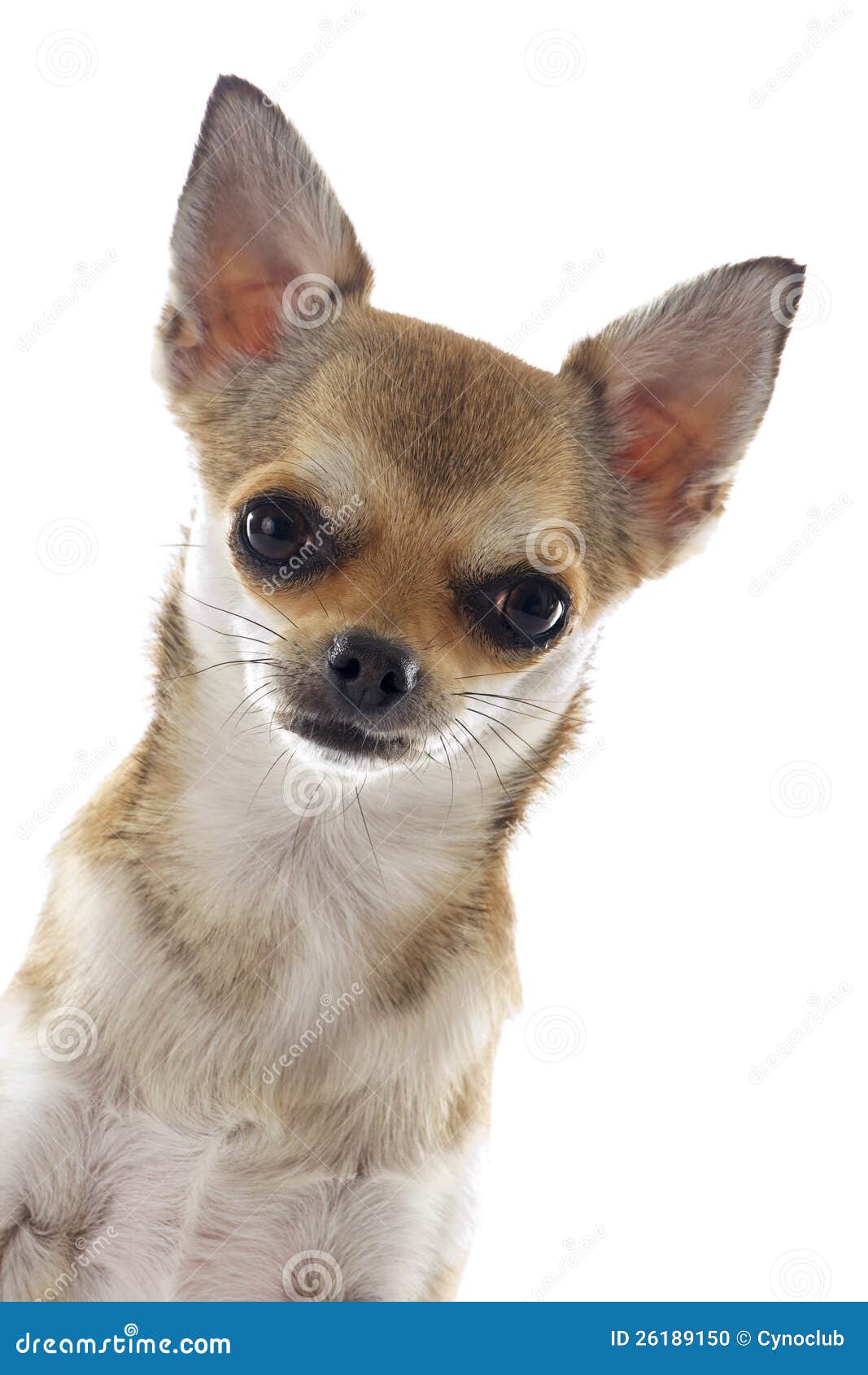 Tête De Chiwawa Photo stock - Image: 26189150