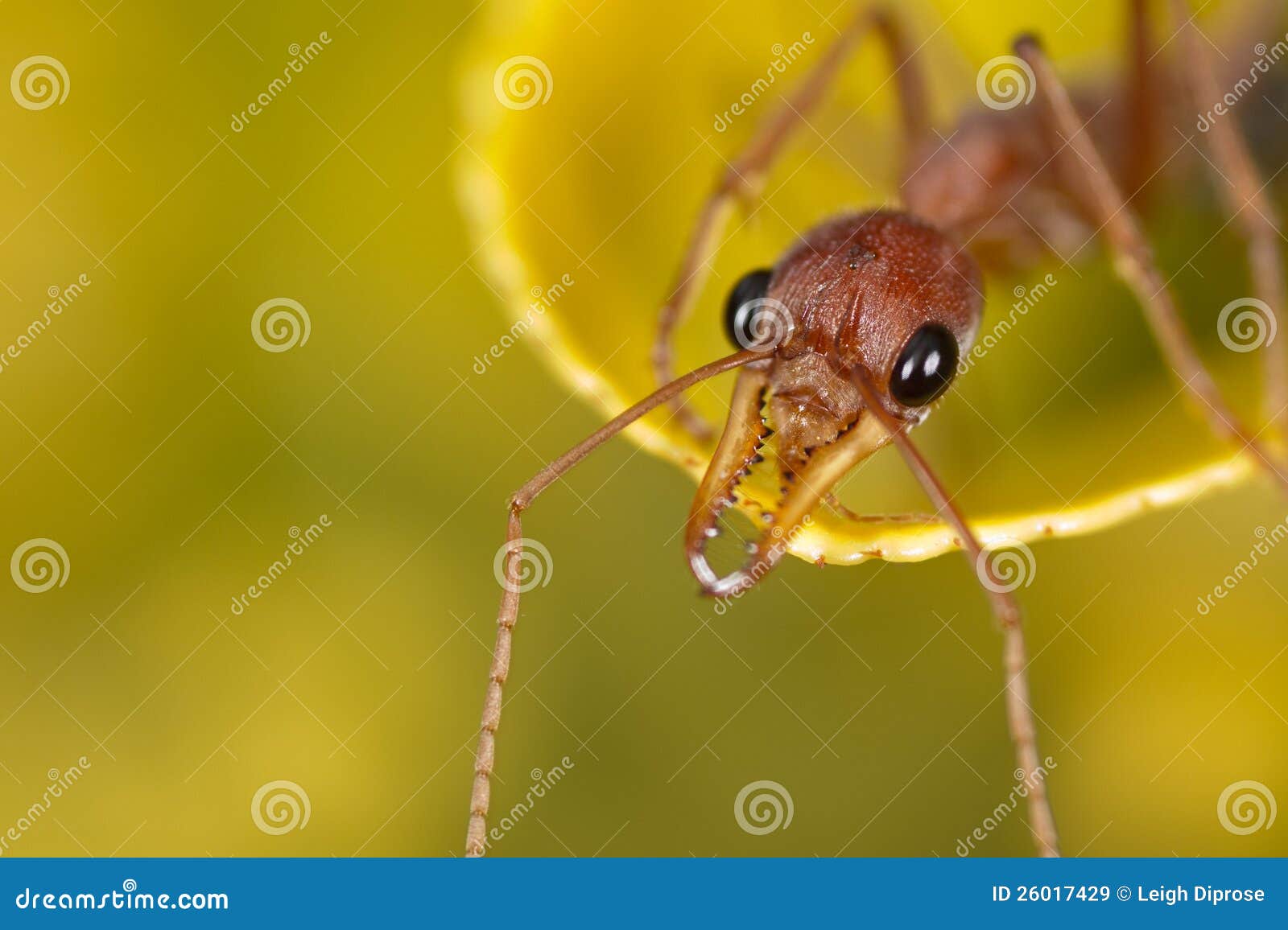 Tête de fourmi image stock. Image du pince, details, animal - 26017429