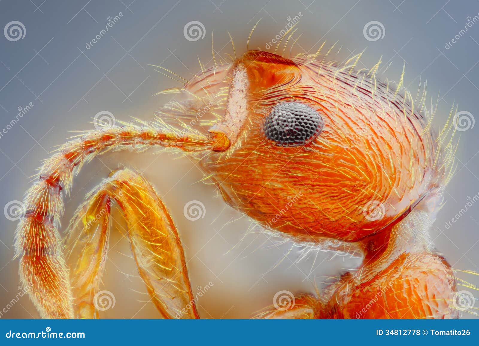 Tête de fourmi de Myrica photo stock. Image du velu, extrême - 34812778