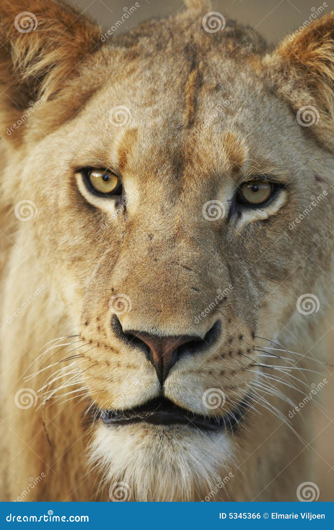 Tête de lionne photo stock. Image du mammifère, stationnement - 5345366