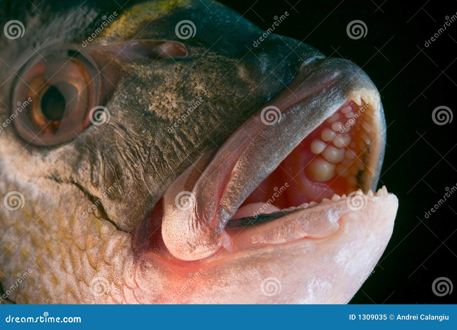 Tête de poissons de Dorada image stock. Image du cuisine - 1309035